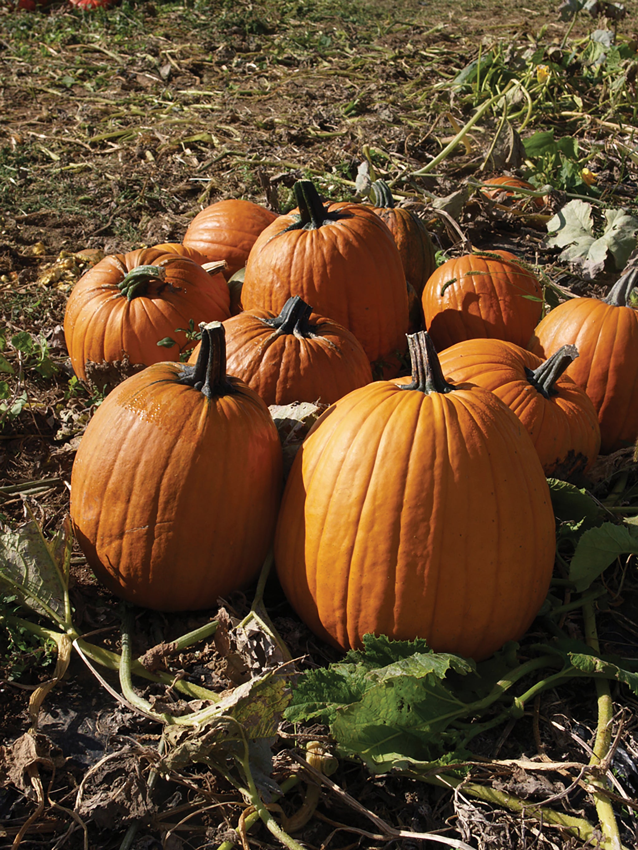 Pumpkin, Howden – William Dam Seeds
