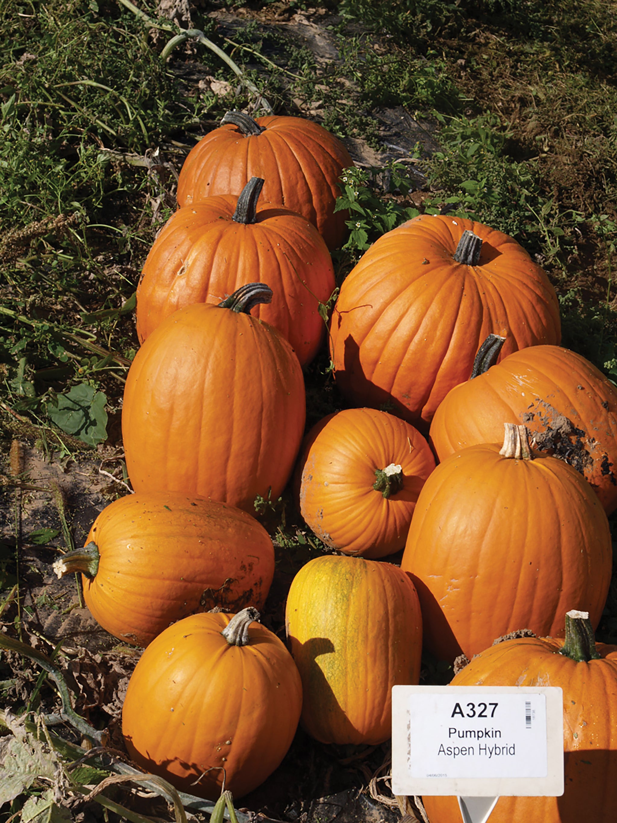 Pumpkin, Aspen Hybrid – William Dam Seeds