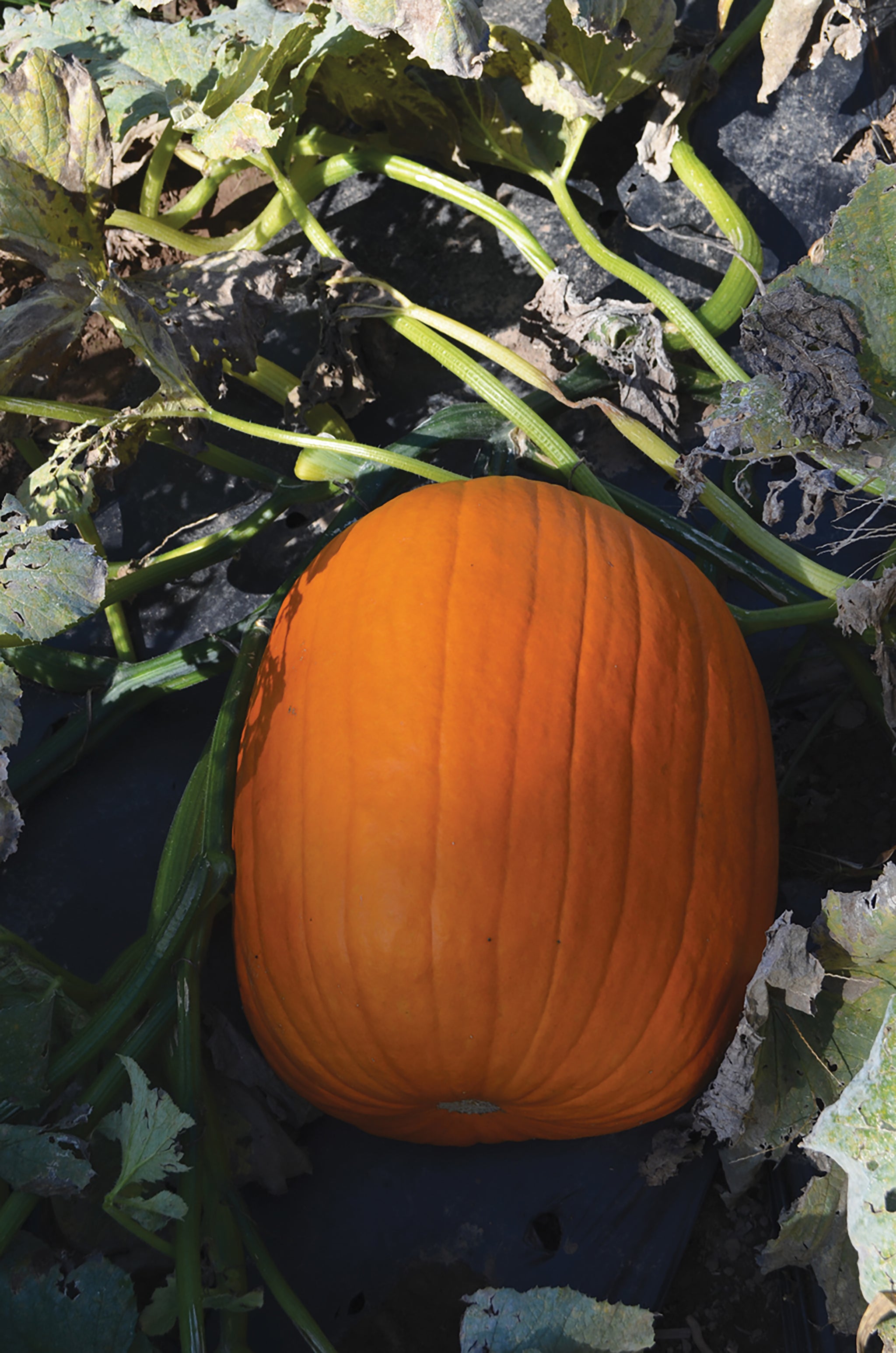 Pumpkin, Mustang Hybrid – William Dam Seeds
