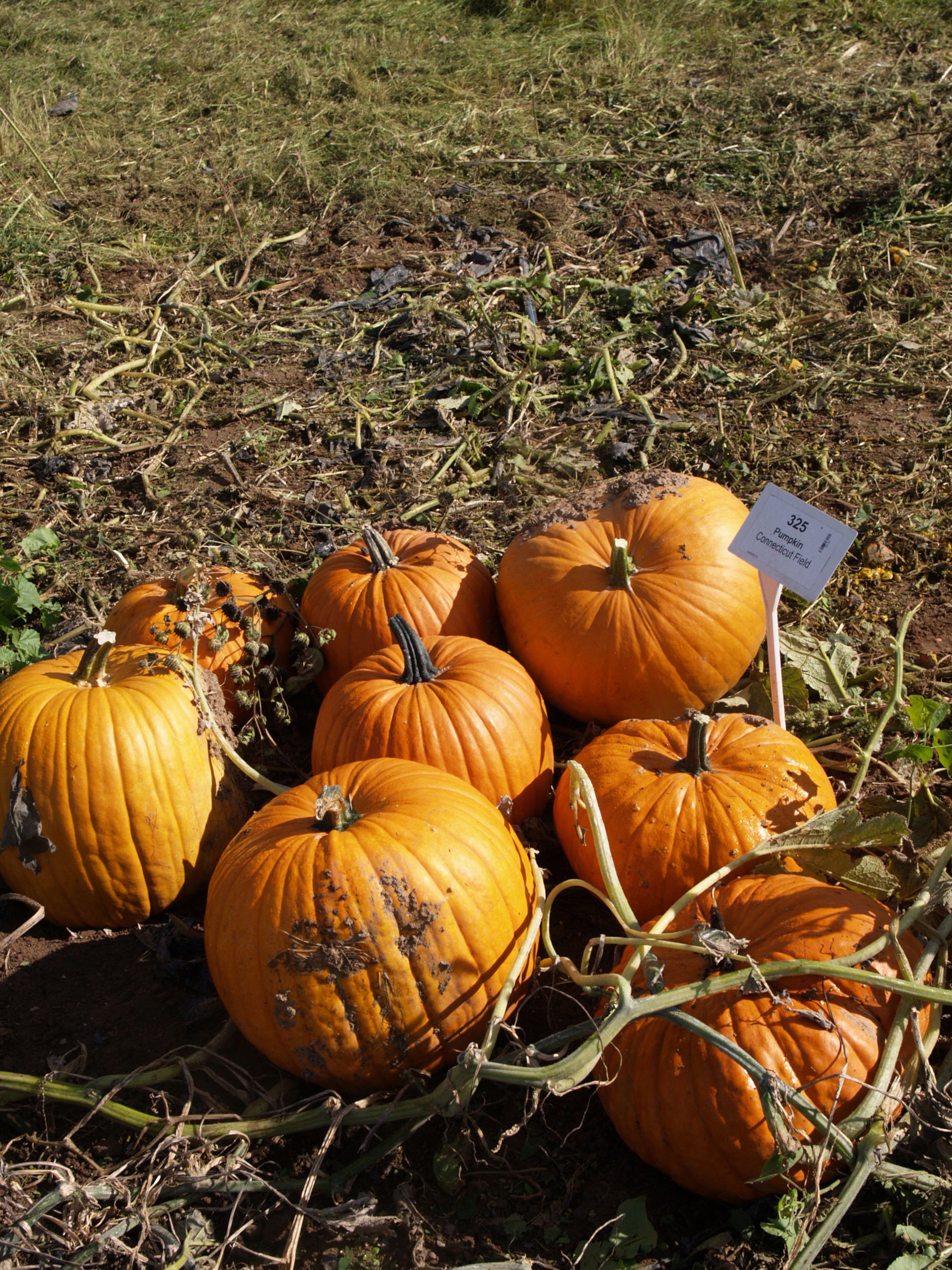 Pumpkin, Connecticut Field SI – William Dam Seeds