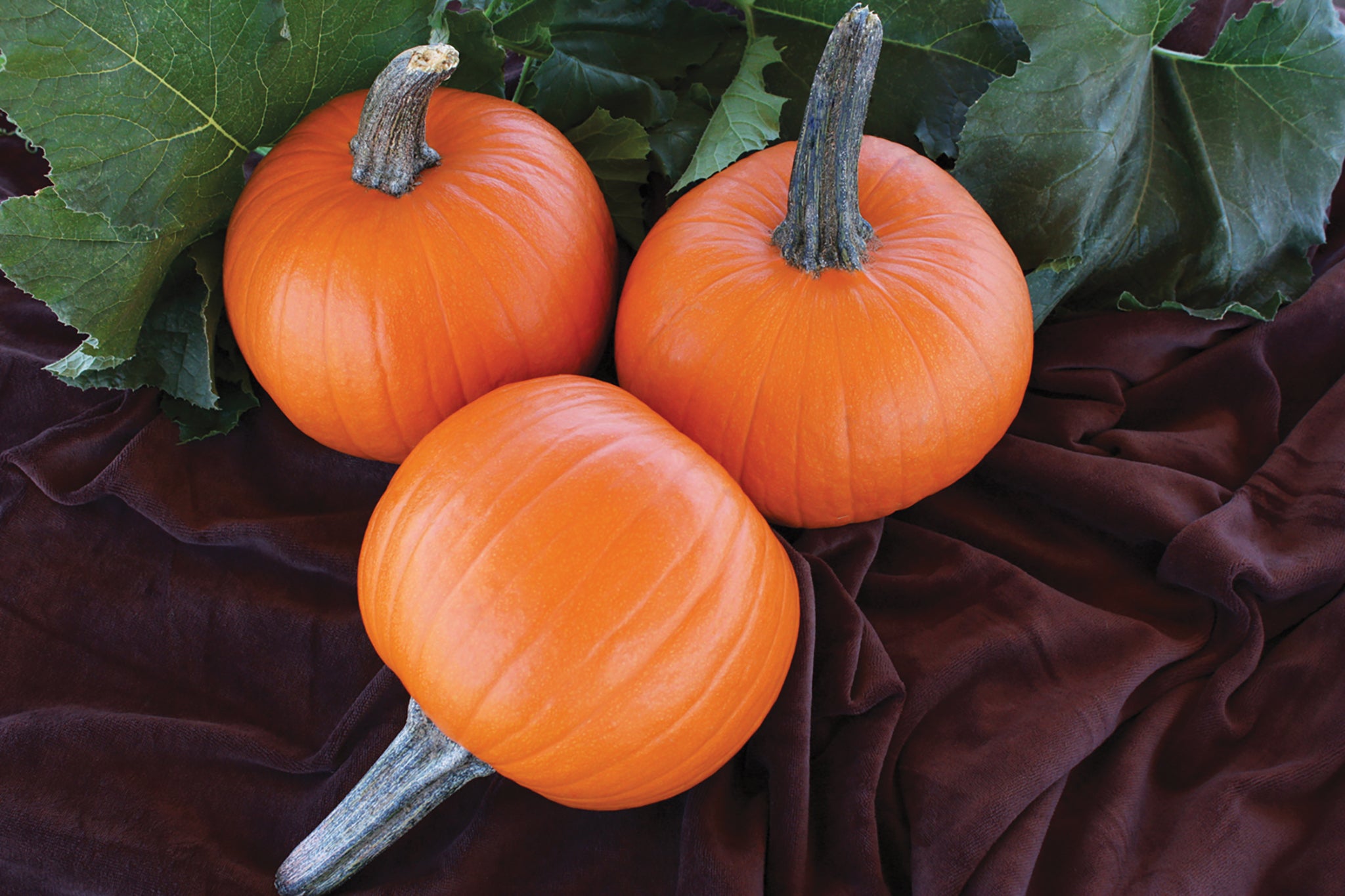 Pumpkin, Jack Sprat Hybrid – William Dam Seeds