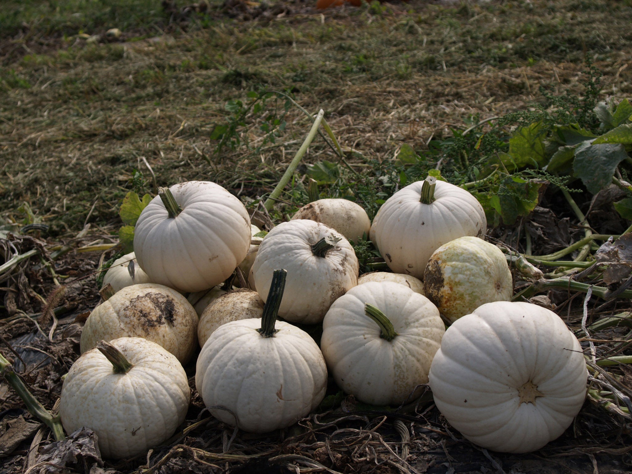 Pumpkin, Blanco Hybrid – William Dam Seeds