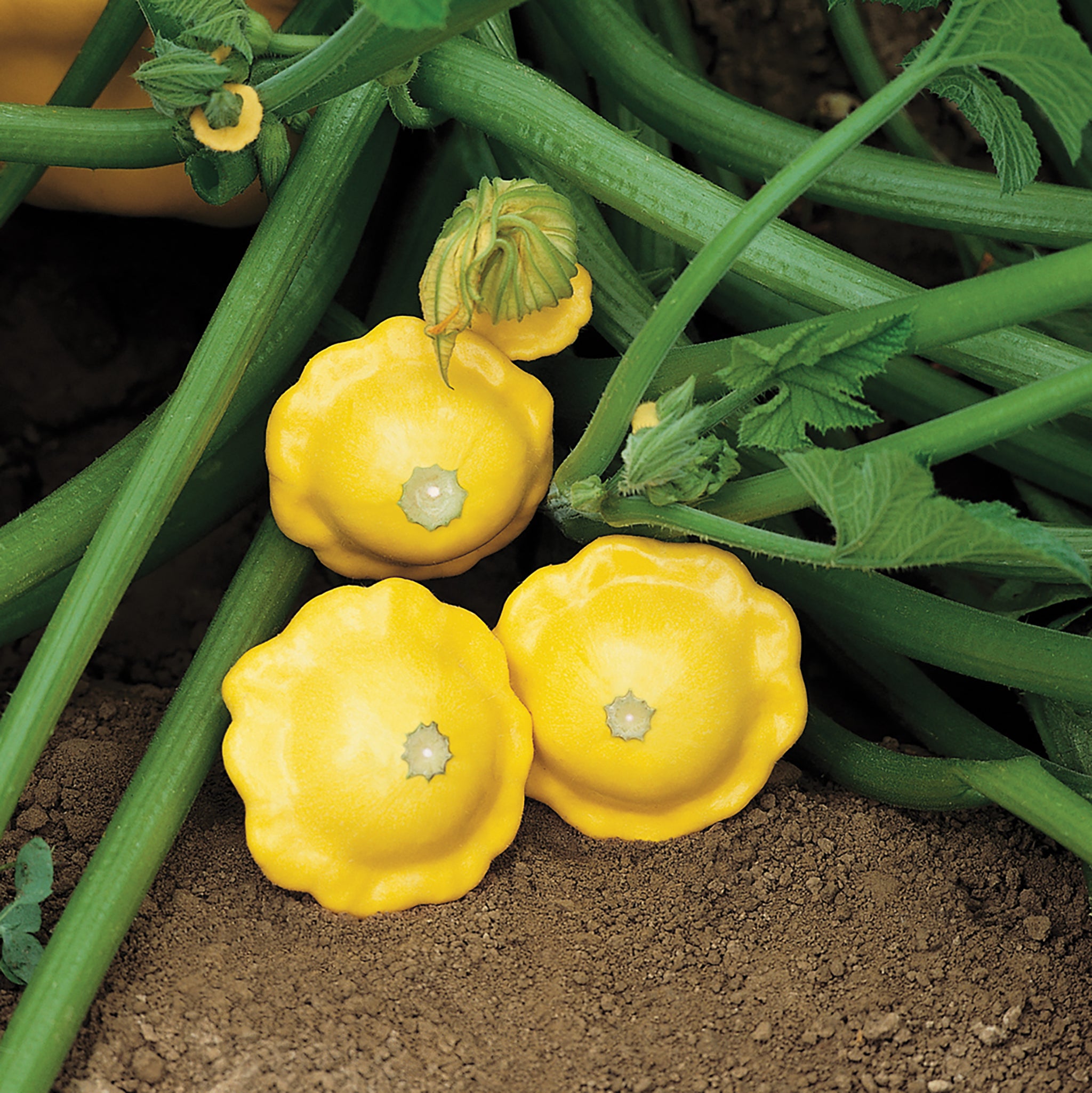 Round Yellow Squash
