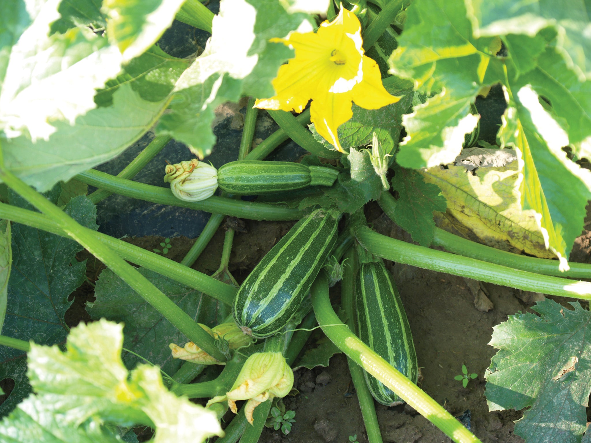 Baby Squash Plant