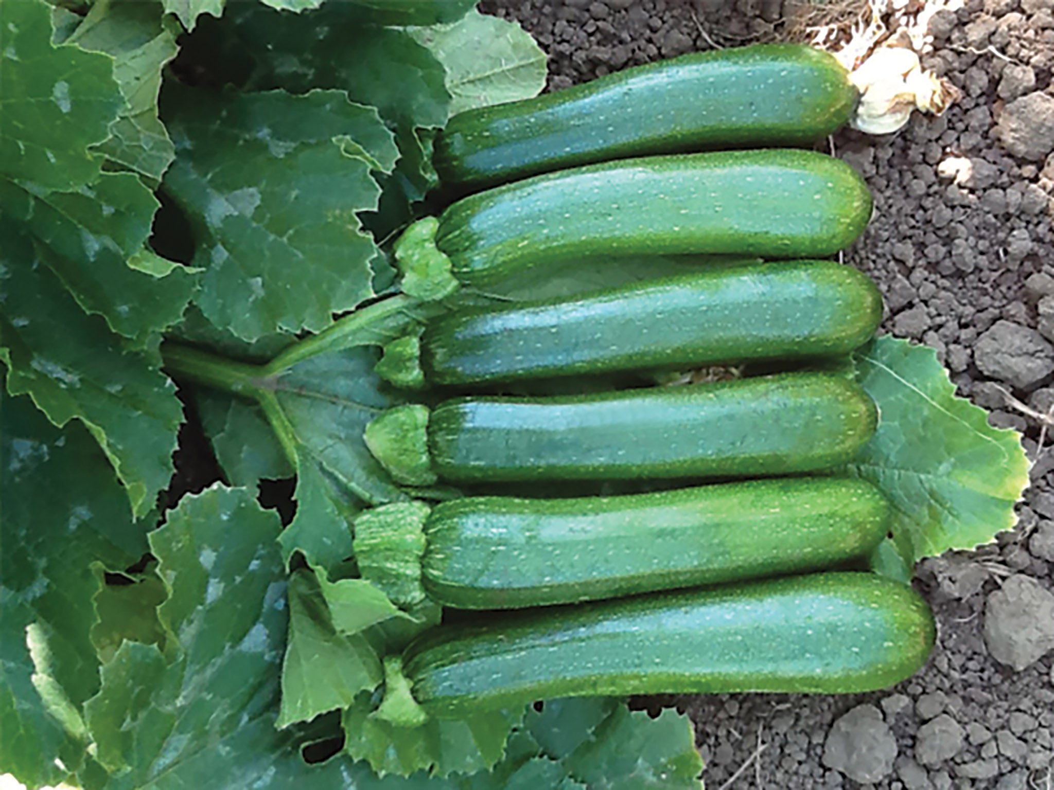 Summer Squash, Green Machine F-1 Organic – William Dam Seeds