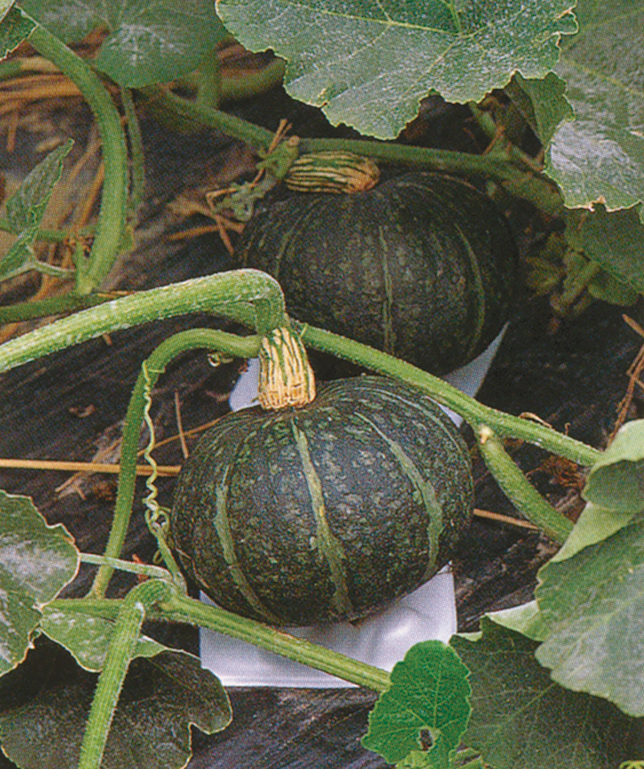 Winter Squash, Sweet Mama Hybrid – William Dam Seeds