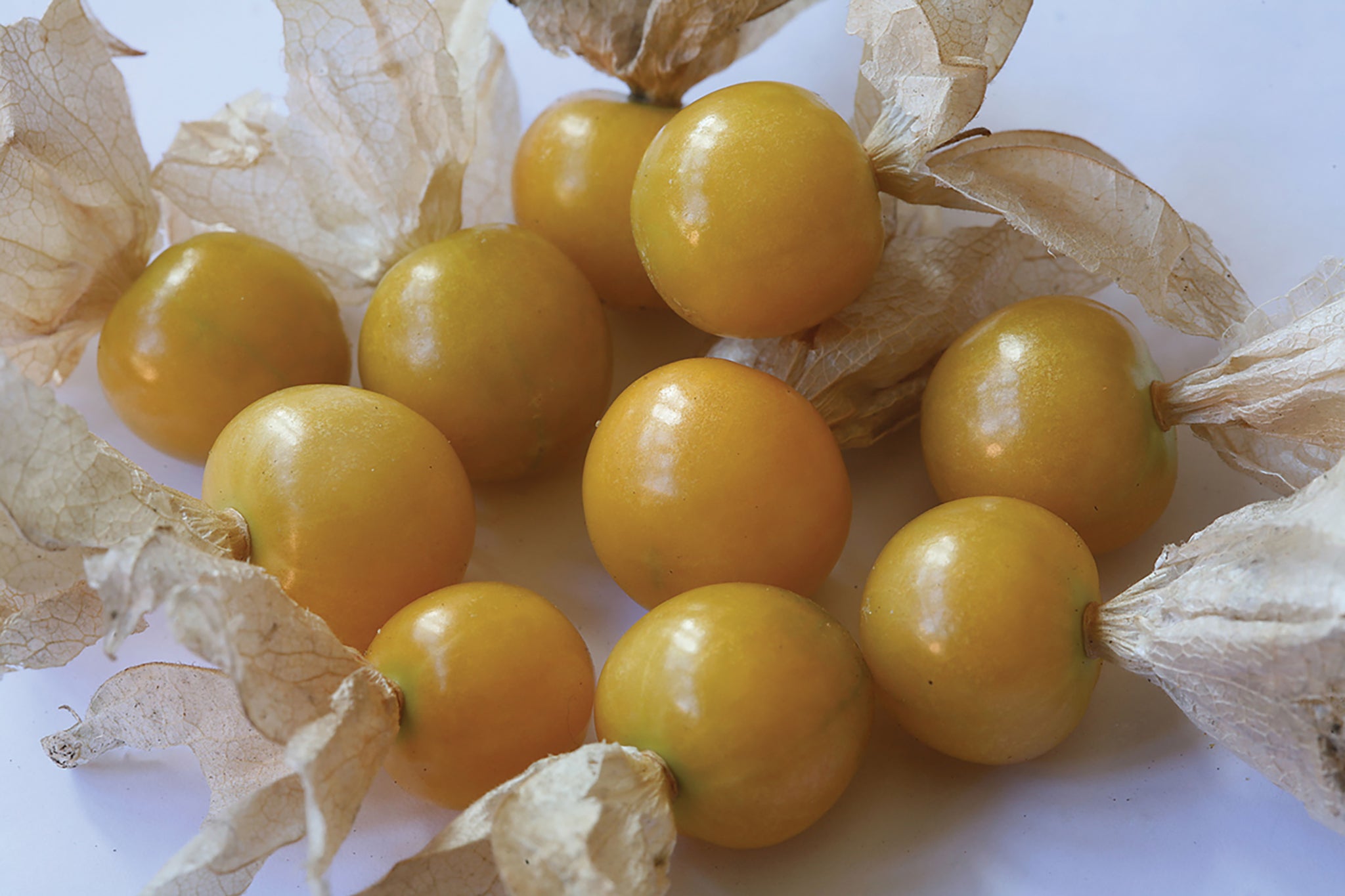 Ground Cherry, Yellow – William Dam Seeds