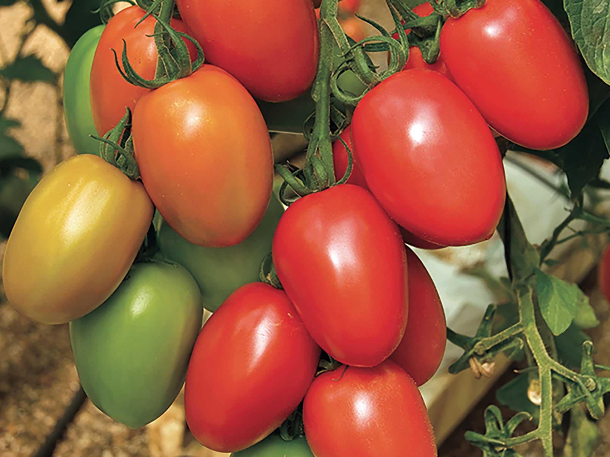 Tomatoes, Granadero Hybrid Organic – William Dam Seeds