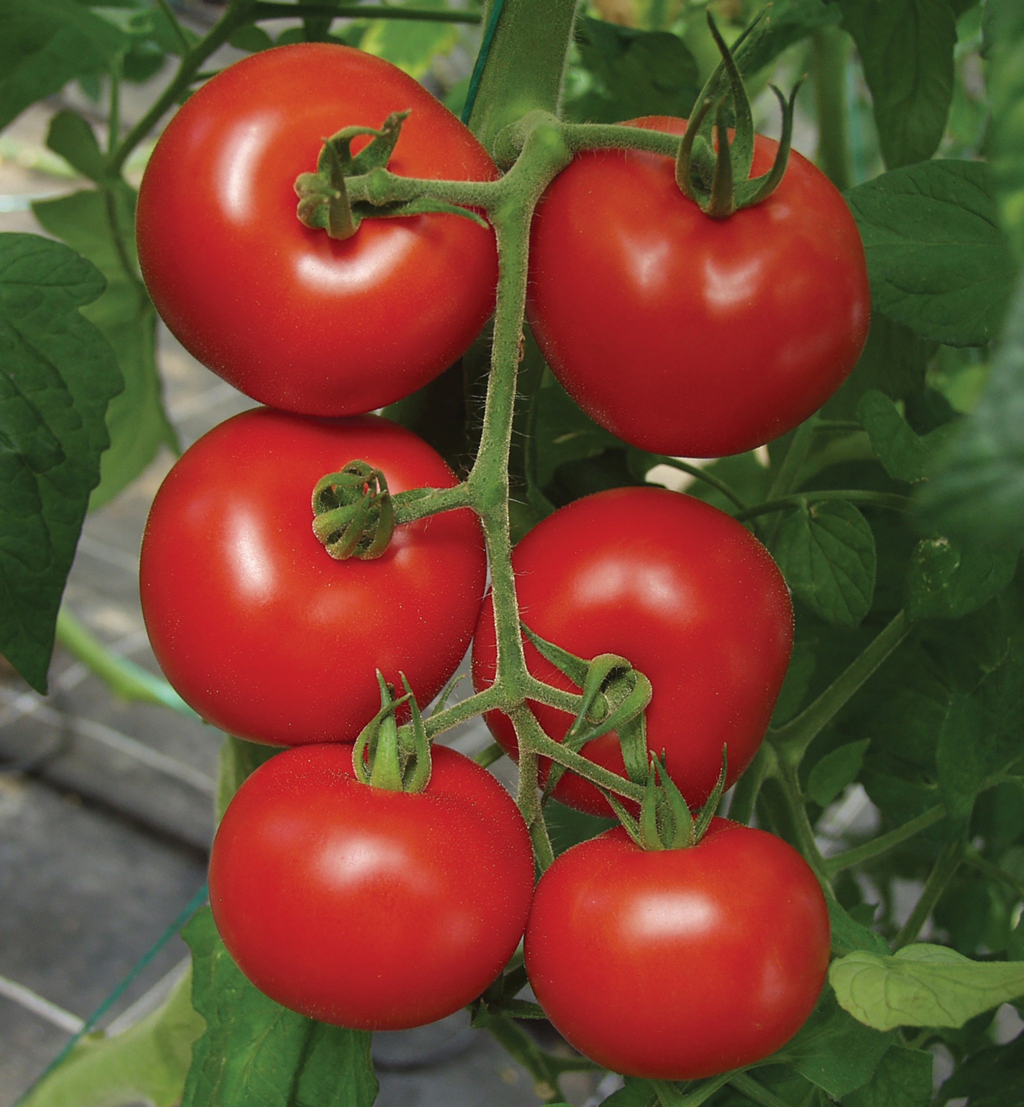 Tomatoes, Hamlet Hybrid Organic – William Dam Seeds