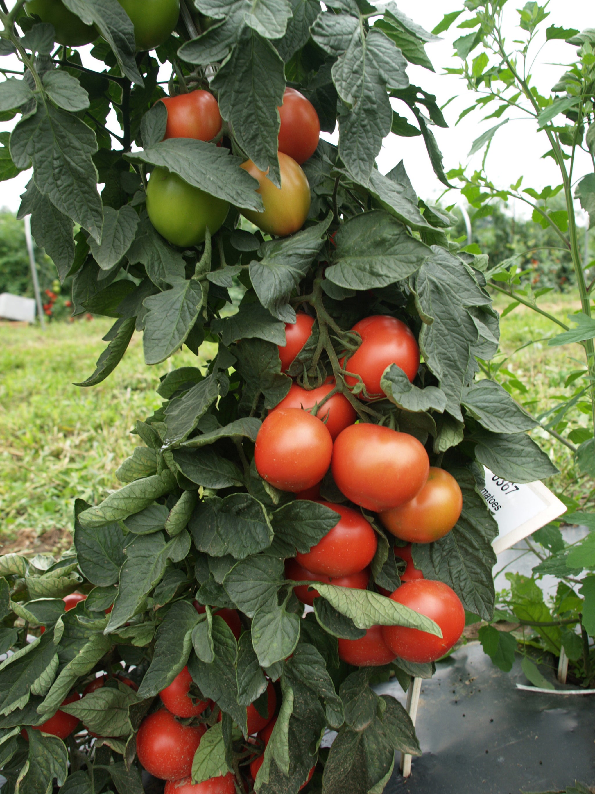 Tomatoes, Hamlet Hybrid Organic – William Dam Seeds