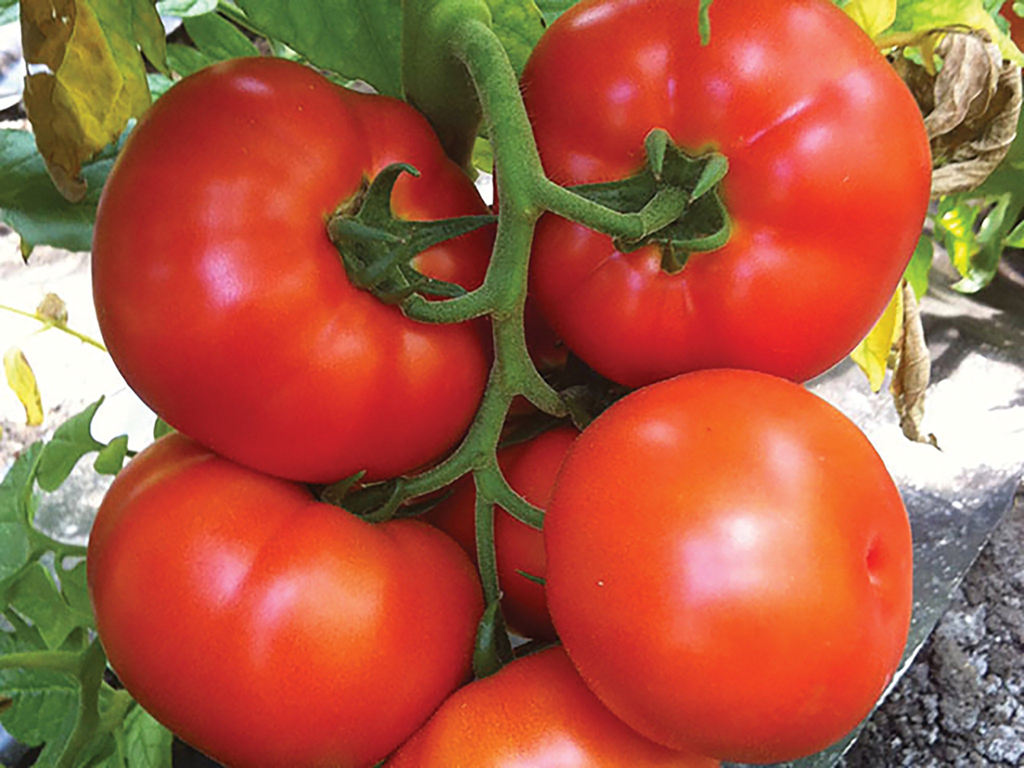 Tomatoes, Caiman Hybrid Organic – William Dam Seeds