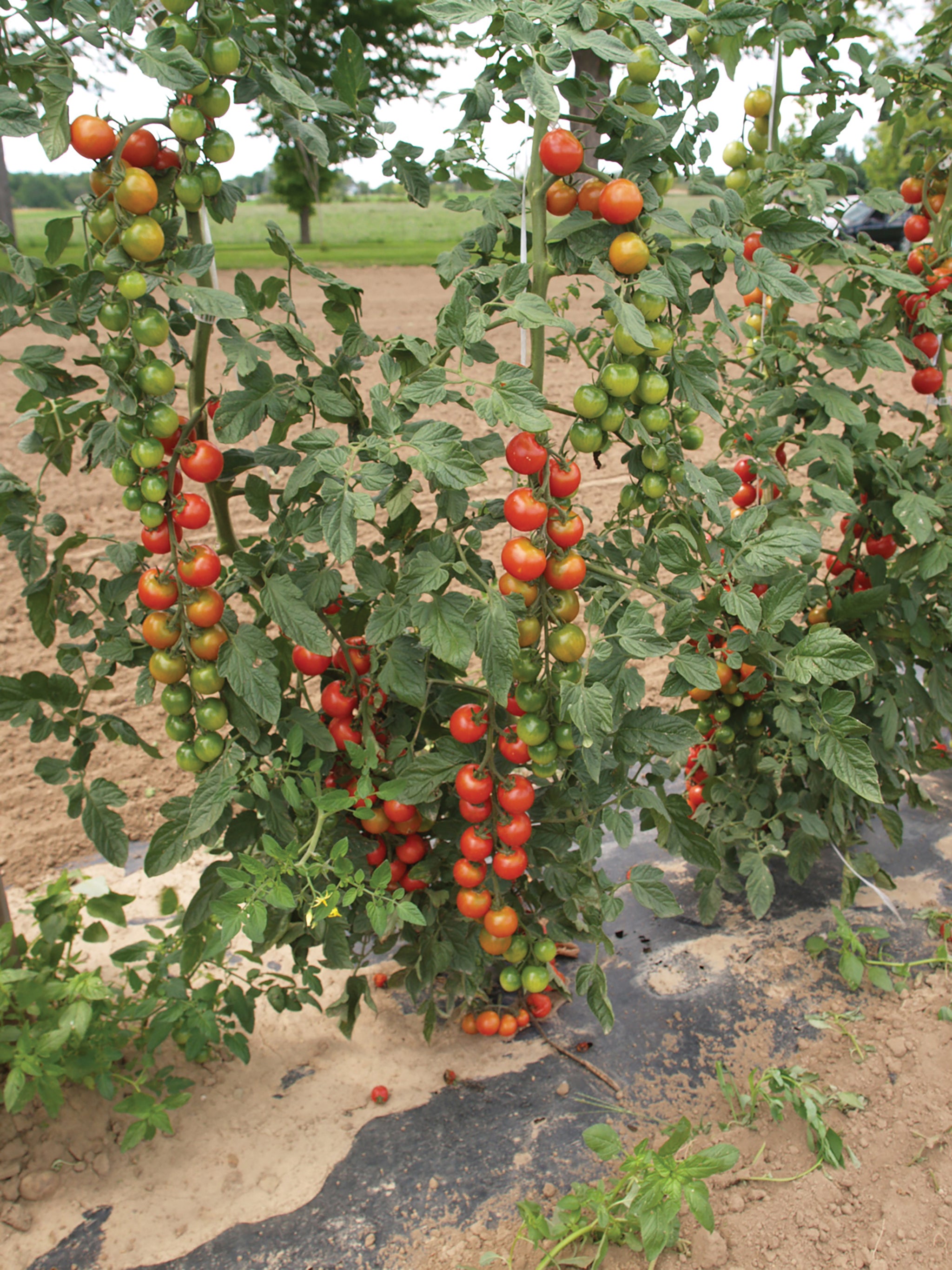 Tomatoes, Sakura Hybrid Organic – William Dam Seeds