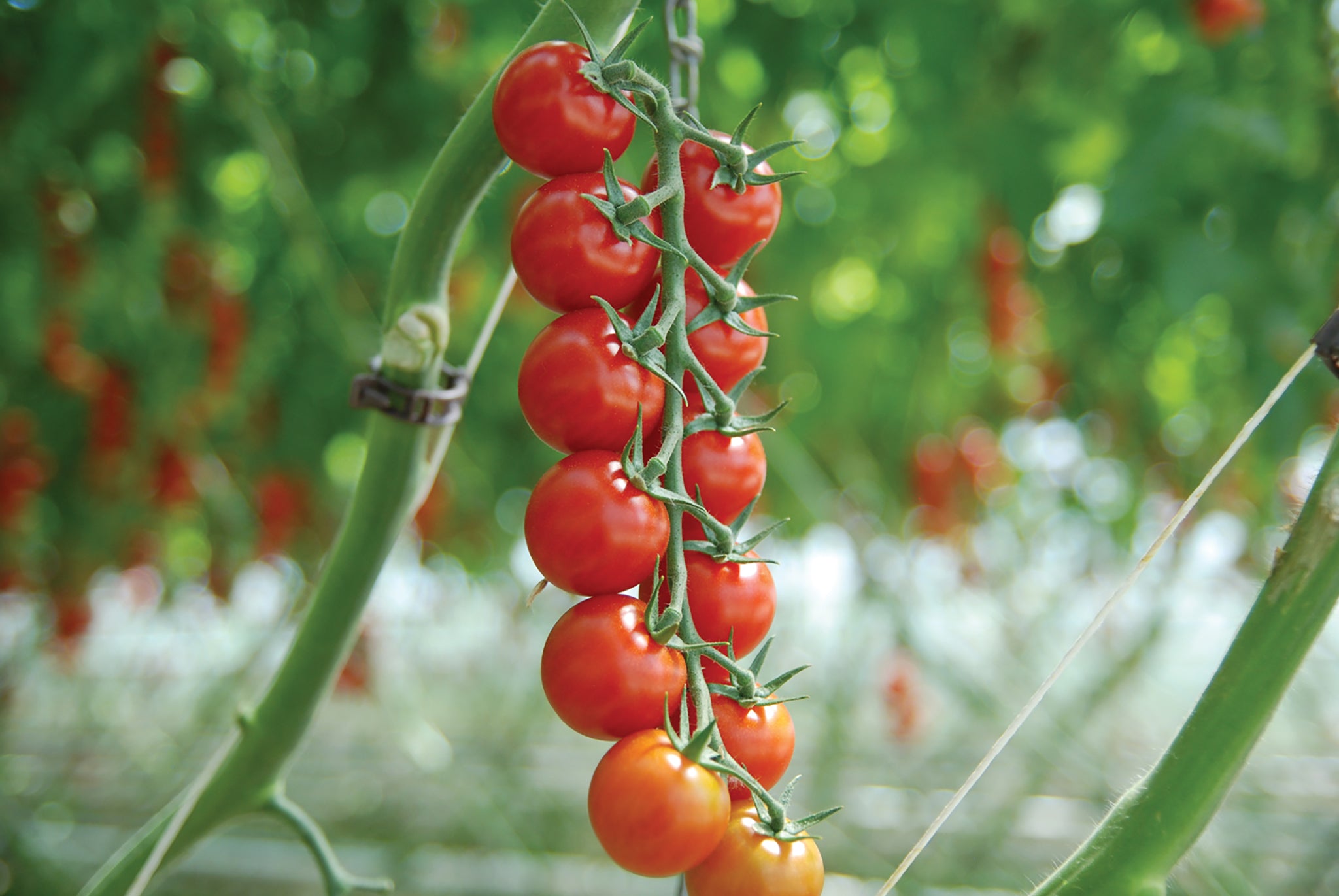 Tomatoes, Sakura Hybrid Organic – William Dam Seeds