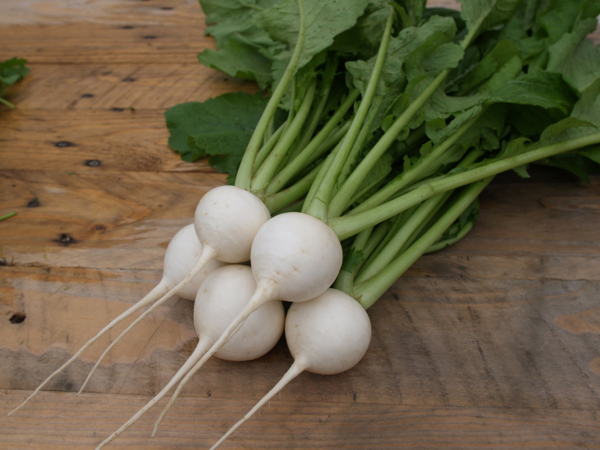 Turnips, White Lady Hybrid – William Dam Seeds