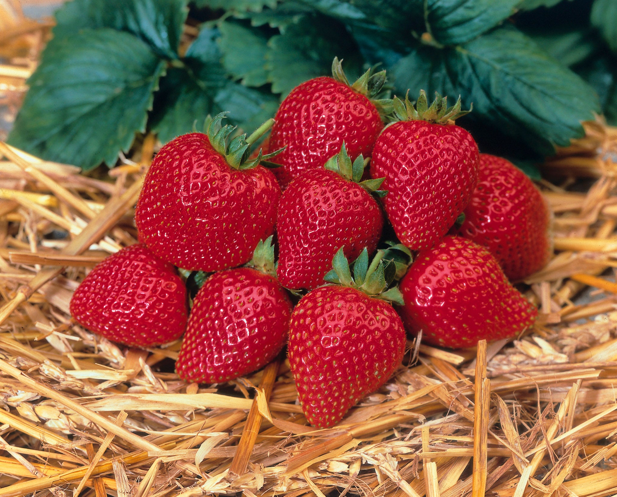 Strawberry, Elan Hybrid – William Dam Seeds
