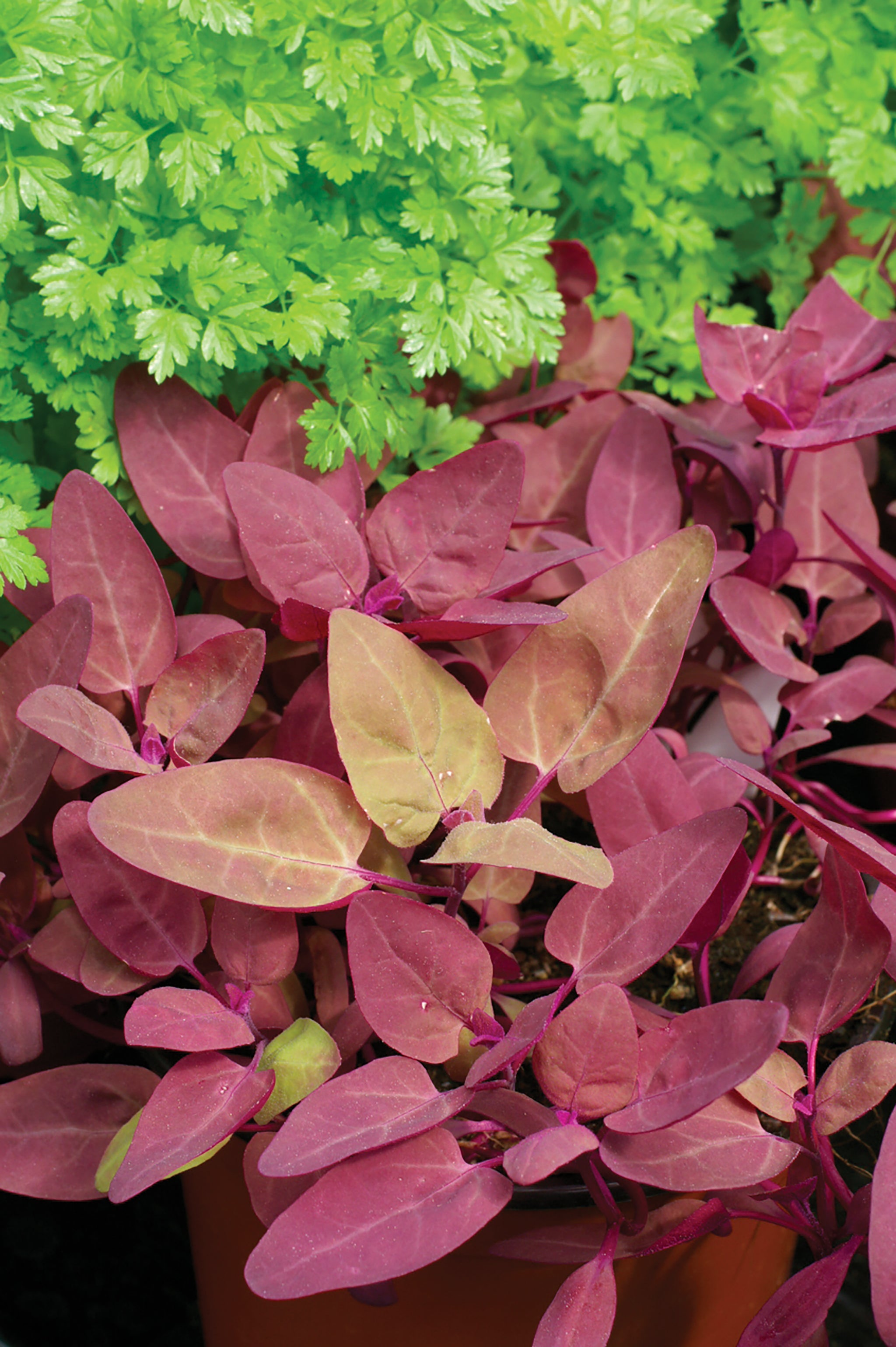 Greens, Red Flash Orach – William Dam Seeds