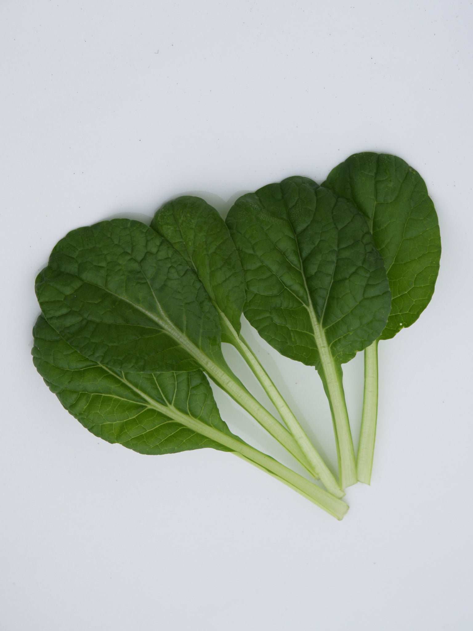 Greens, Choho Hybrid – William Dam Seeds