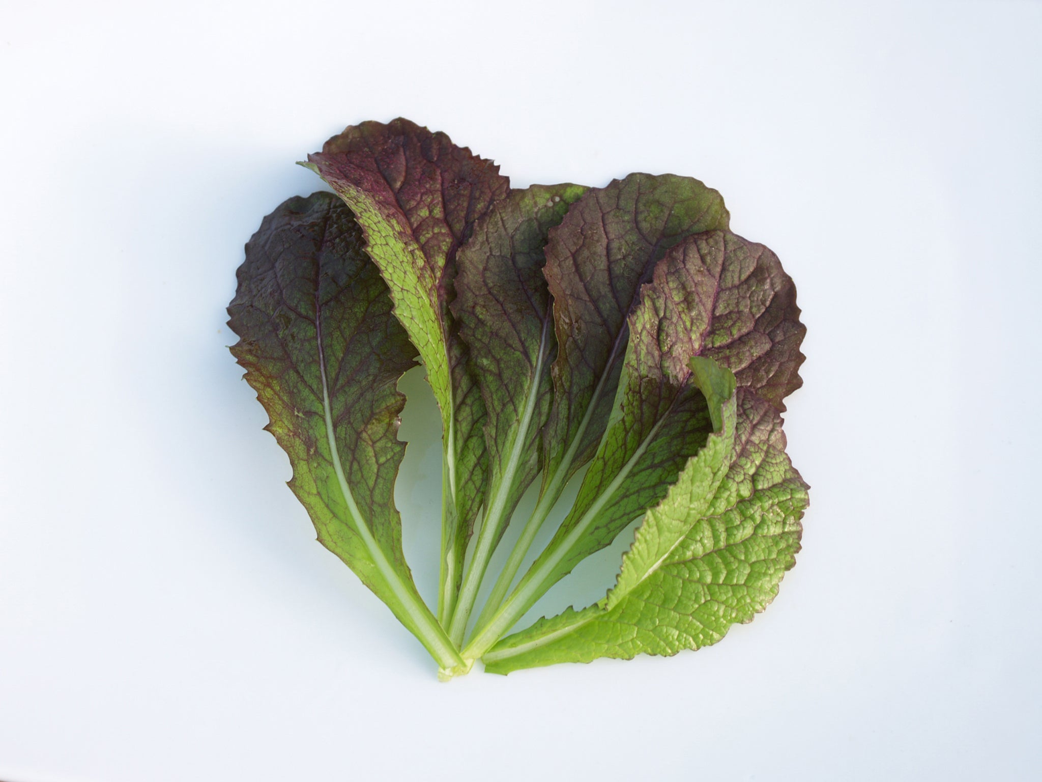 Red Giant Mustard Ornamental