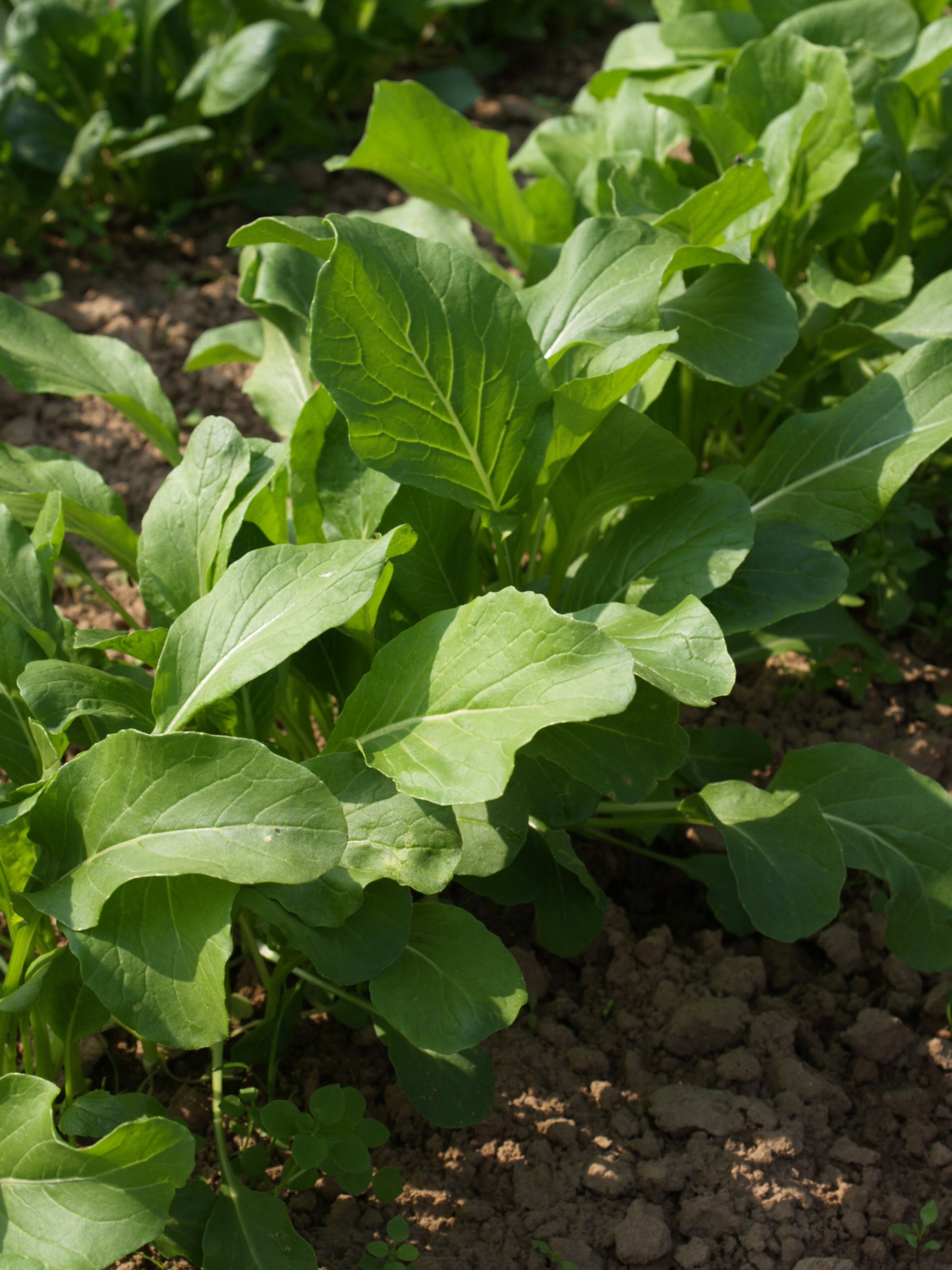 Tsoi-Sim – William Dam Seeds