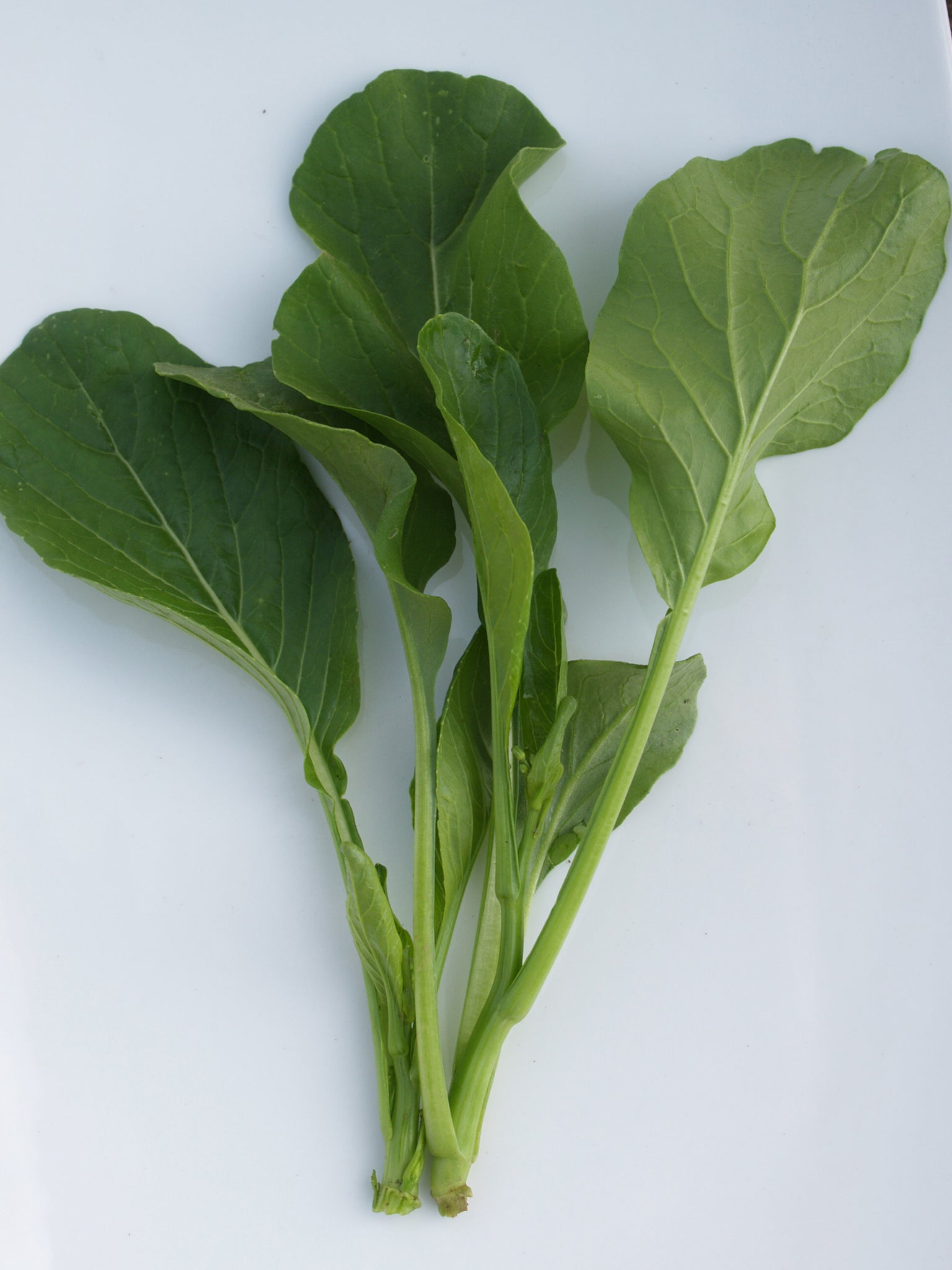 Tsoi-Sim – William Dam Seeds