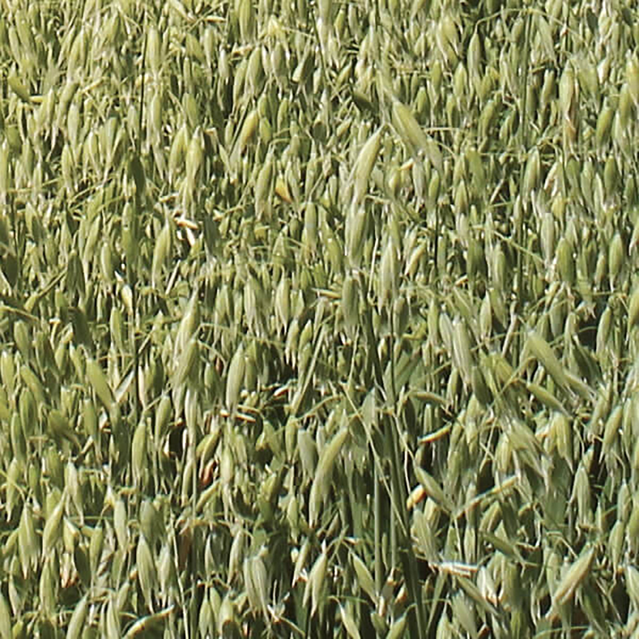 Greencrops, Oats Organic – William Dam Seeds