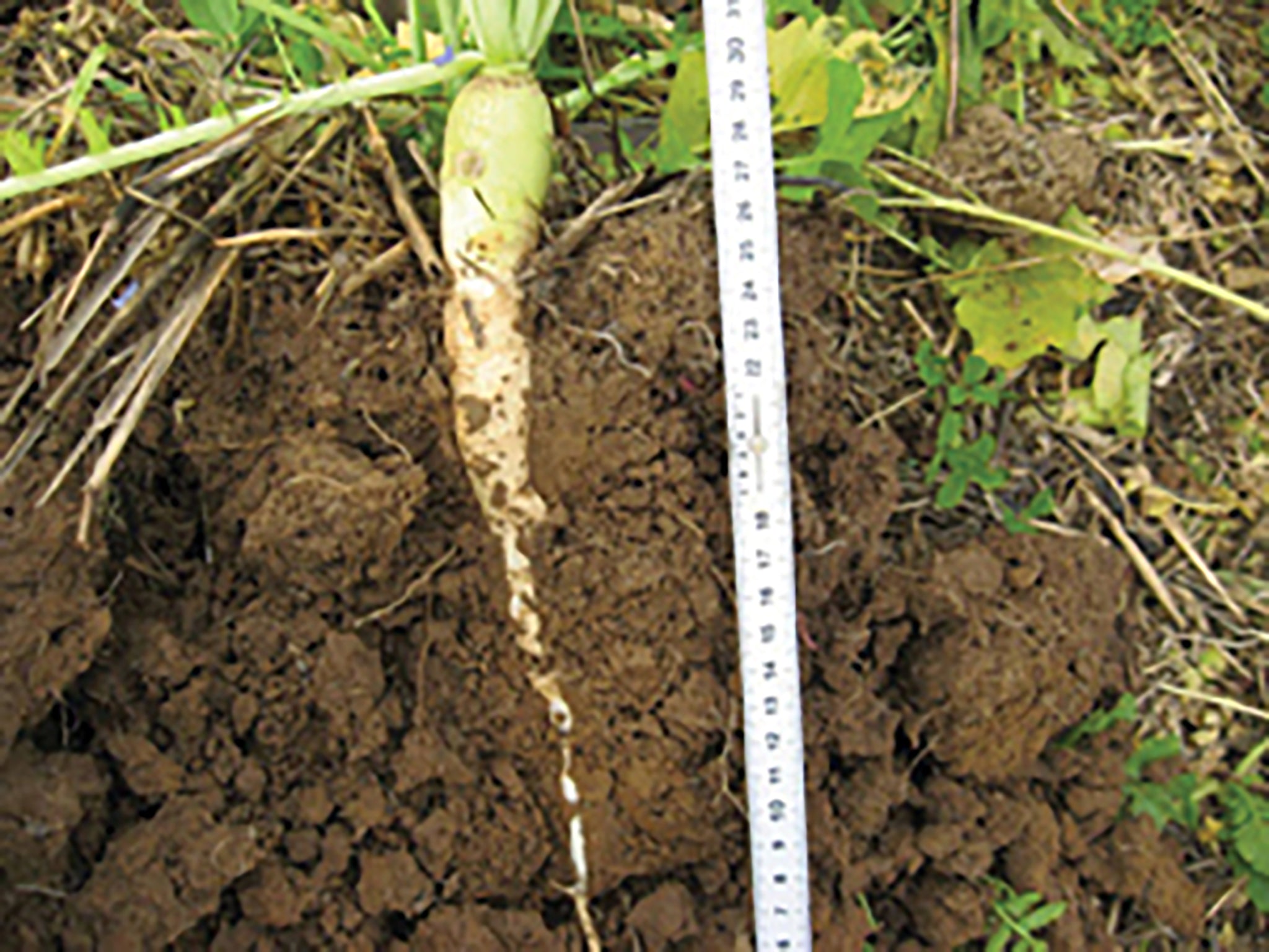 Tillage Radish Organic - Tapmaster – William Dam Seeds