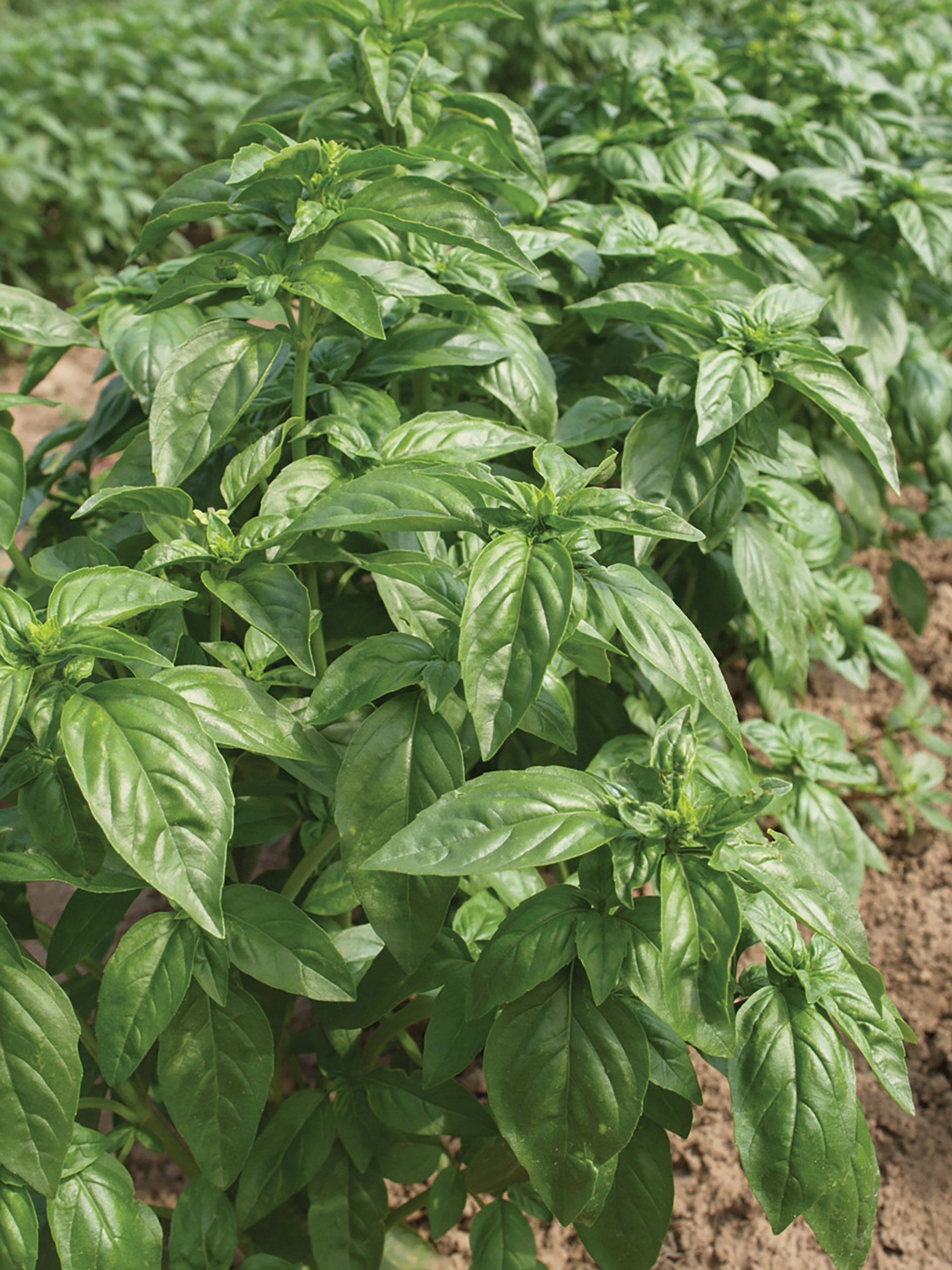 Basil, Sweet Basil – William Dam Seeds