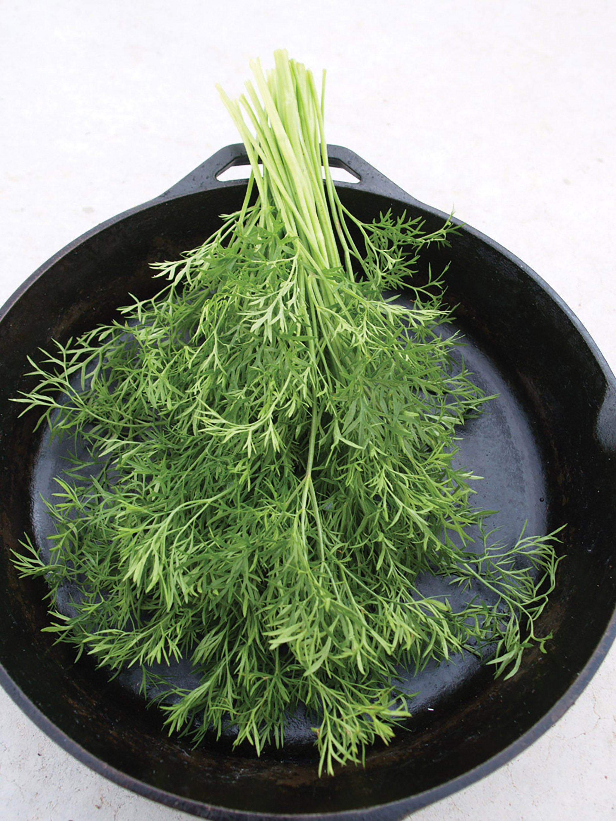 Cilantro, Confetti PvP – William Dam Seeds