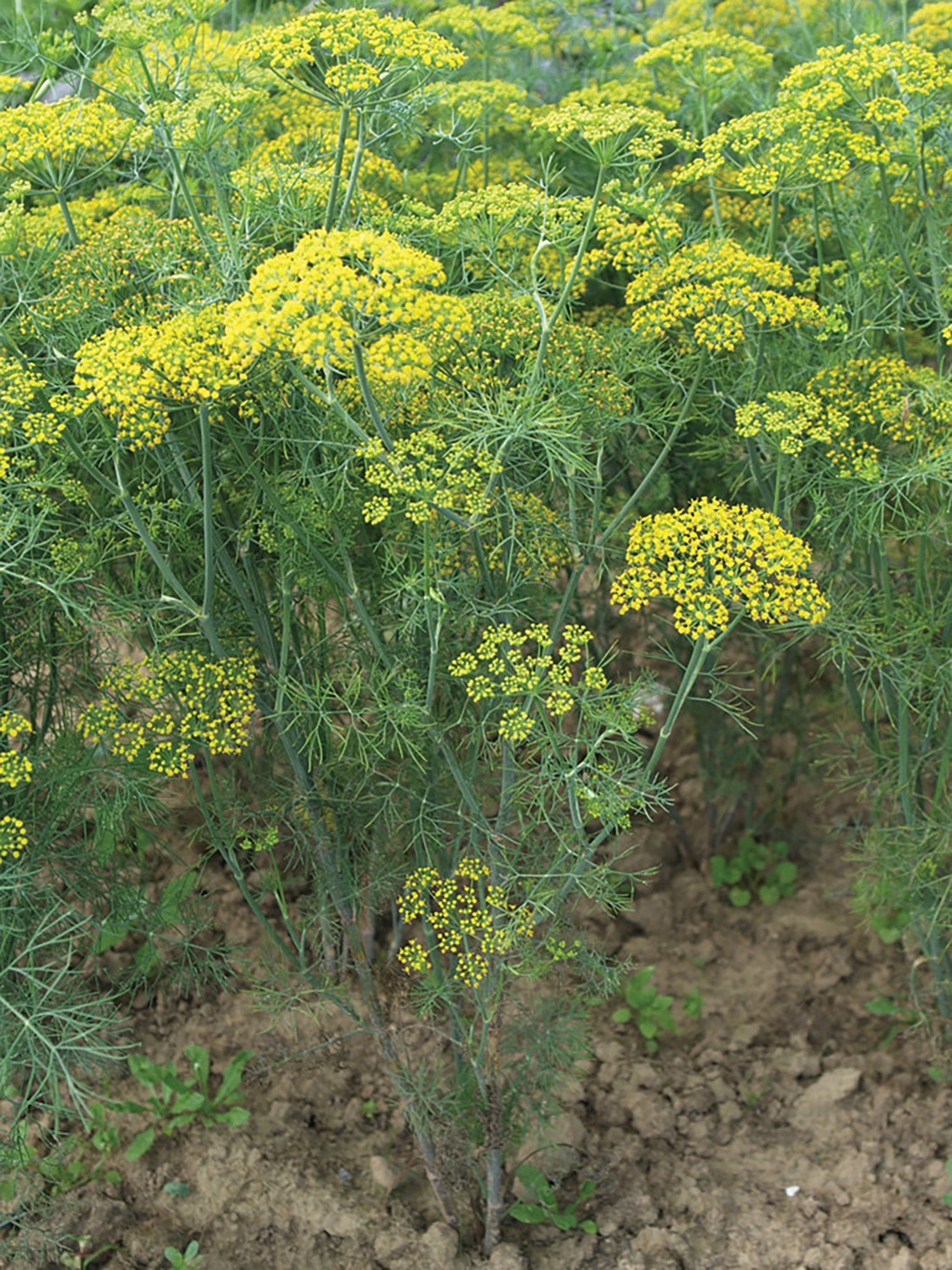 Dill, Fernleaf – William Dam Seeds