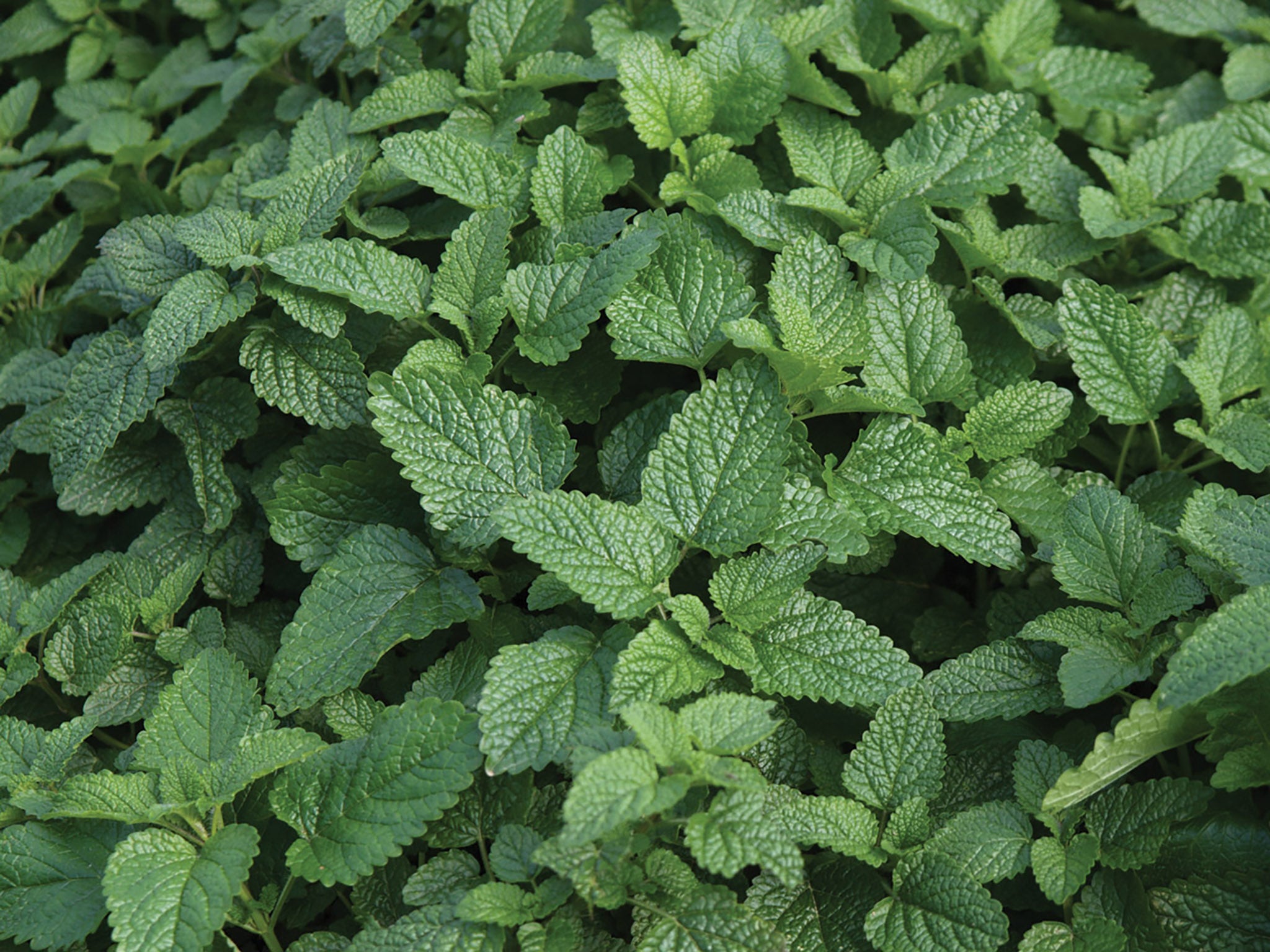 Lemon Balm, Lemon Balm – William Dam Seeds