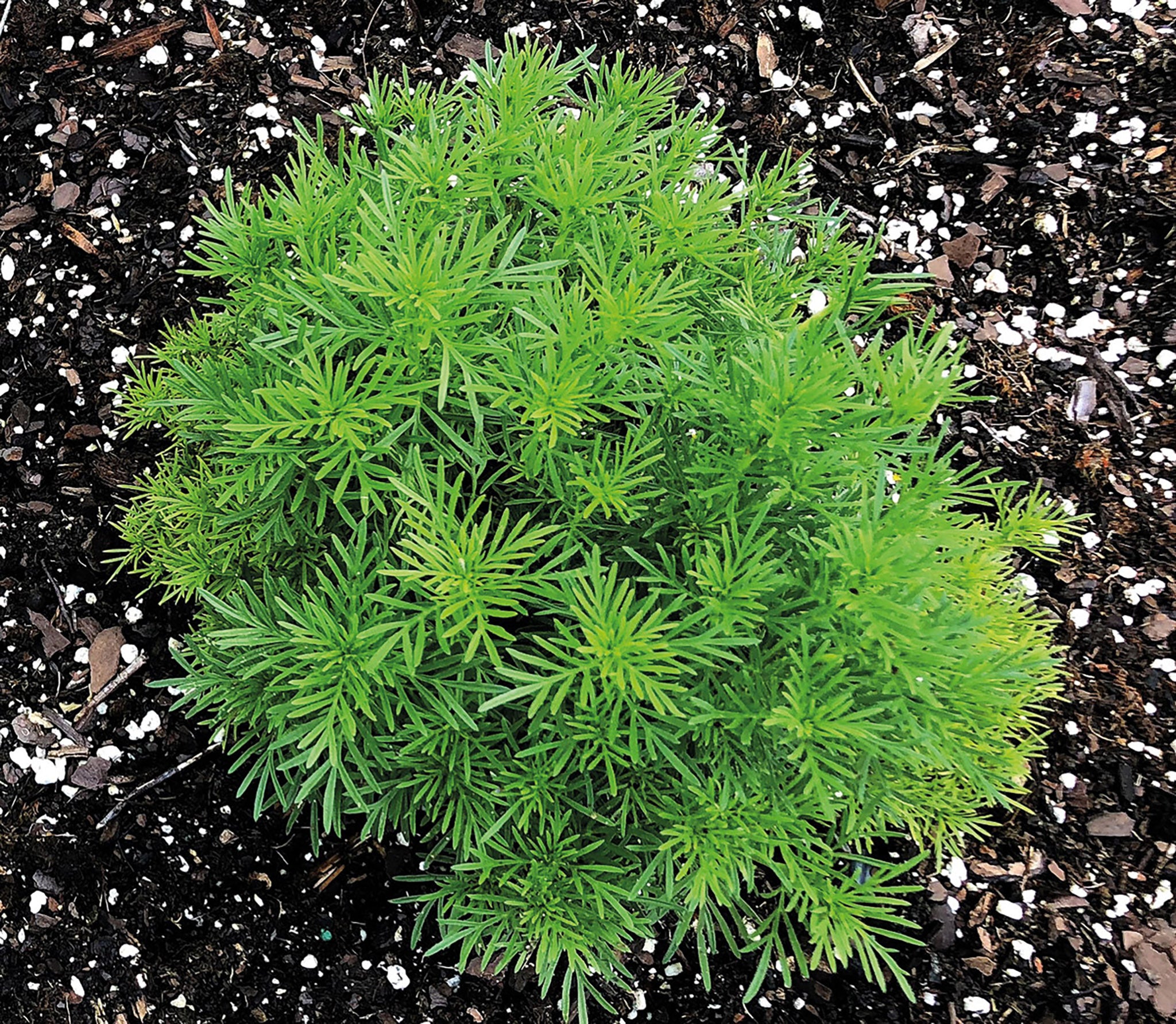 Mexican Marigold, Dropshot – William Dam Seeds