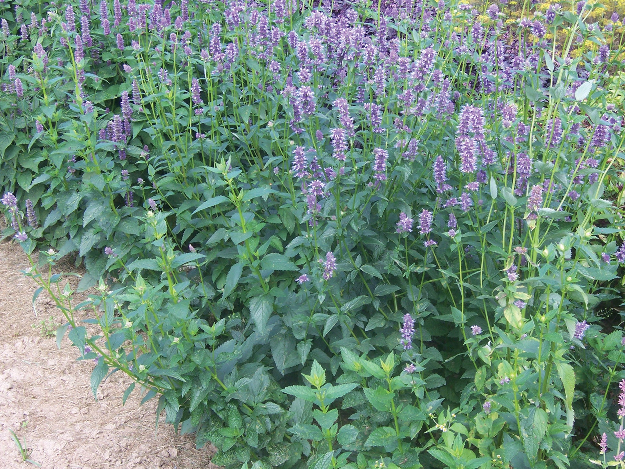 Mint, Korean Mint – William Dam Seeds