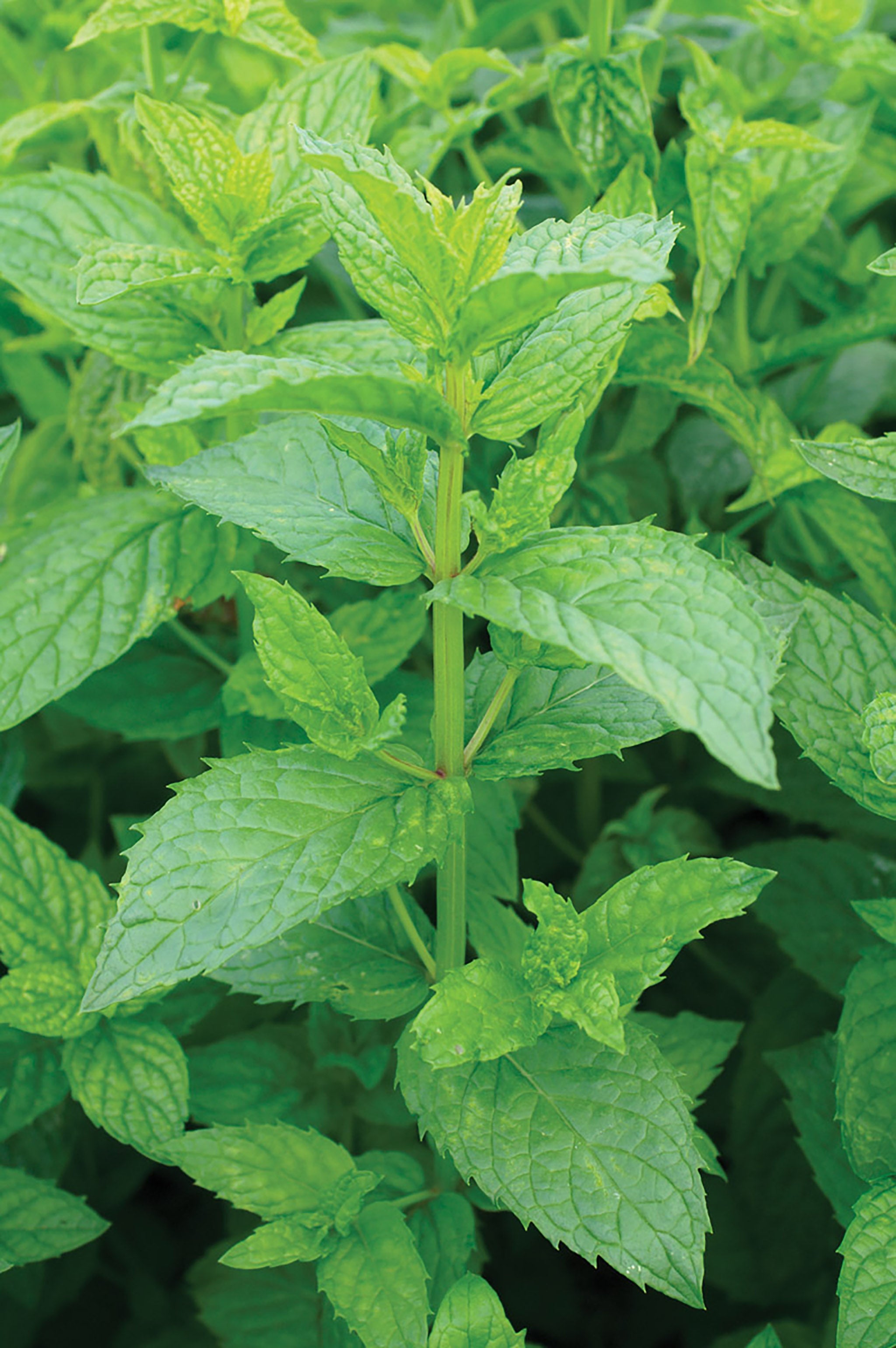 Mint, Spearmint – William Dam Seeds