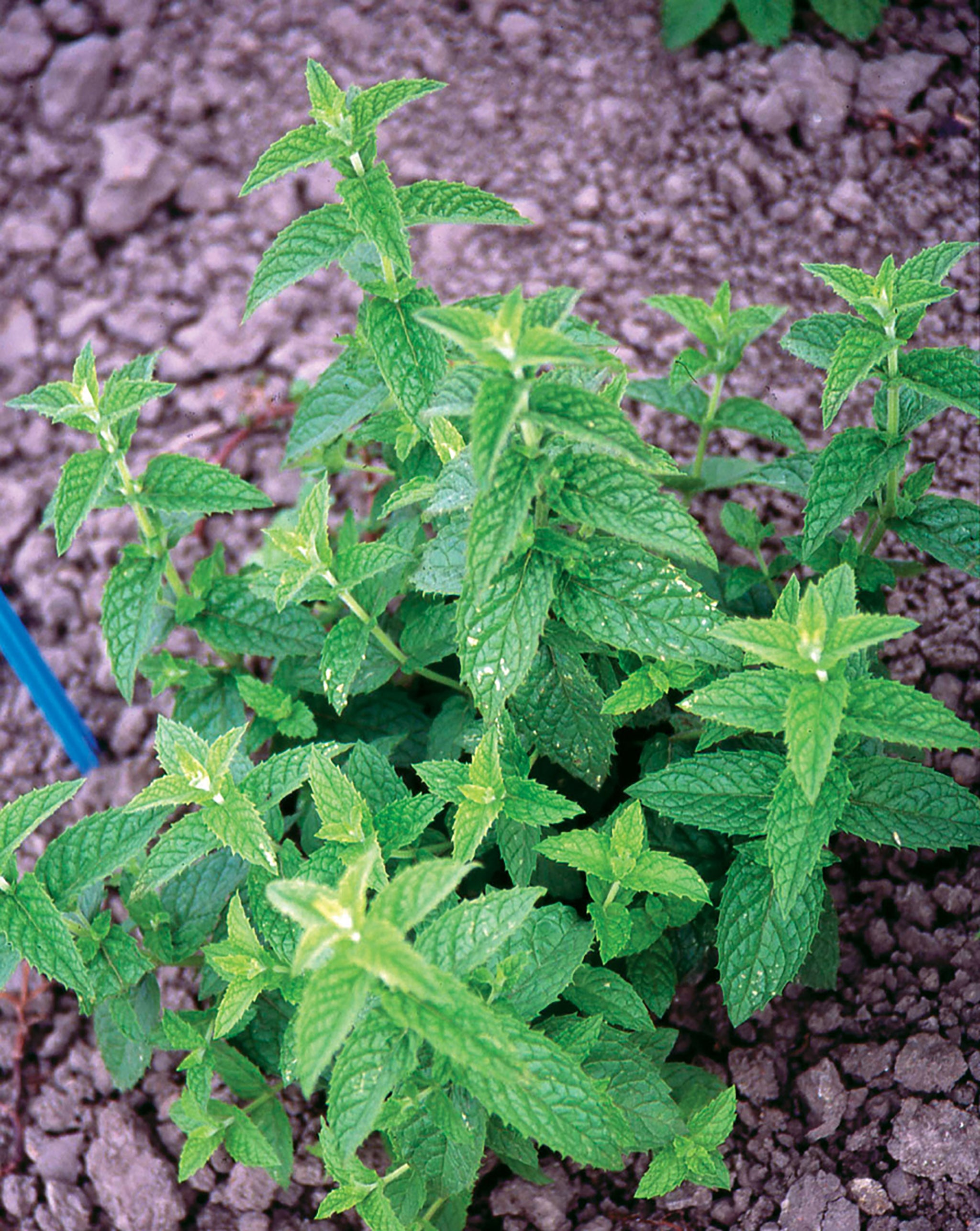 Mint, Spearmint – William Dam Seeds