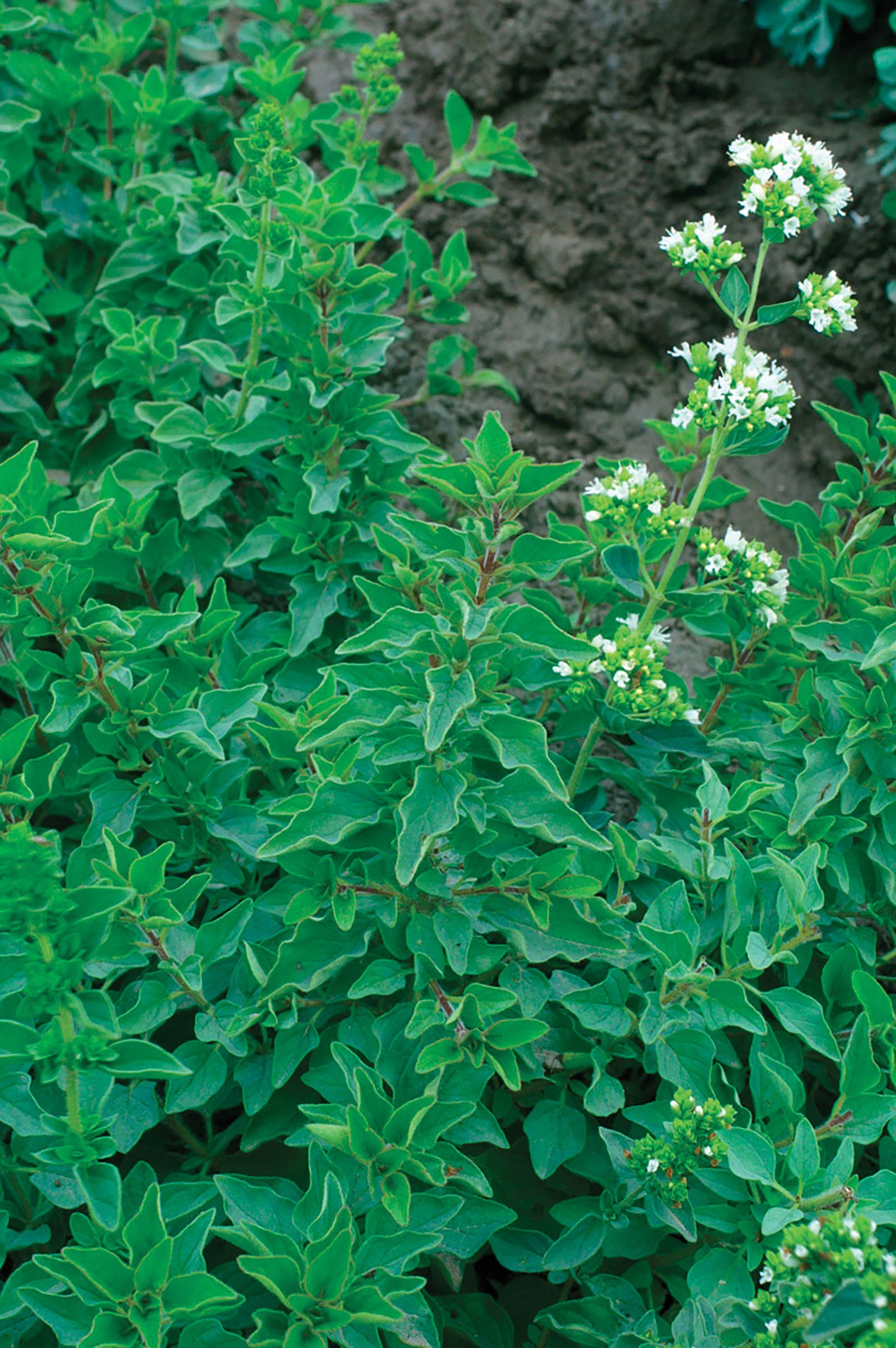 Greek Oregano Plant Oregano Greek • Seed Station