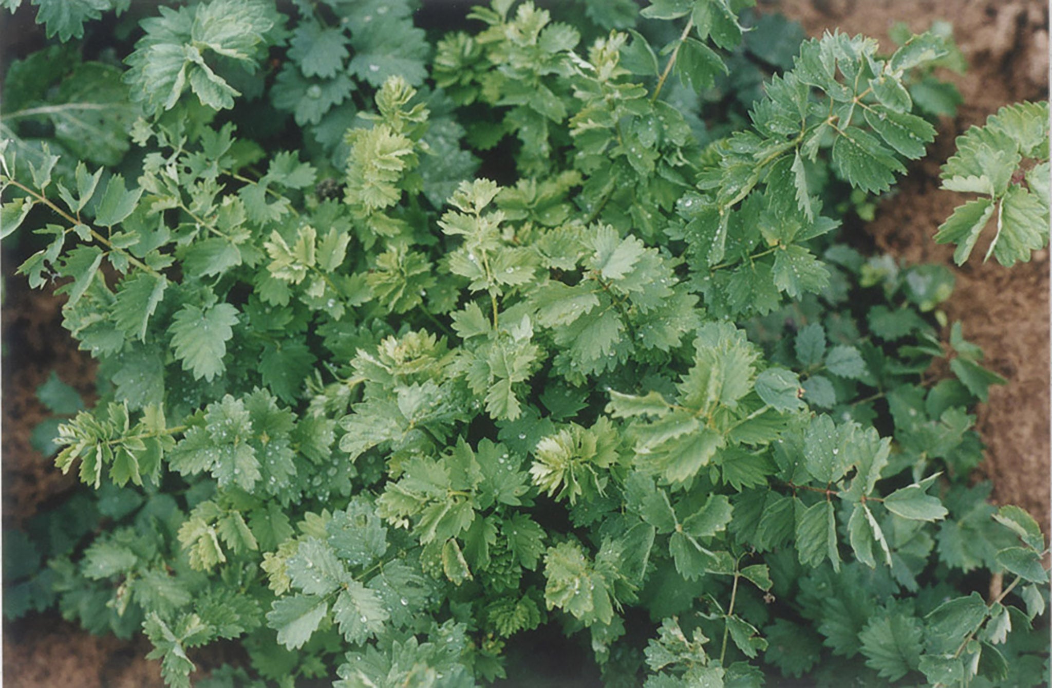 Salad Burnet, Salad Burnet – William Dam Seeds