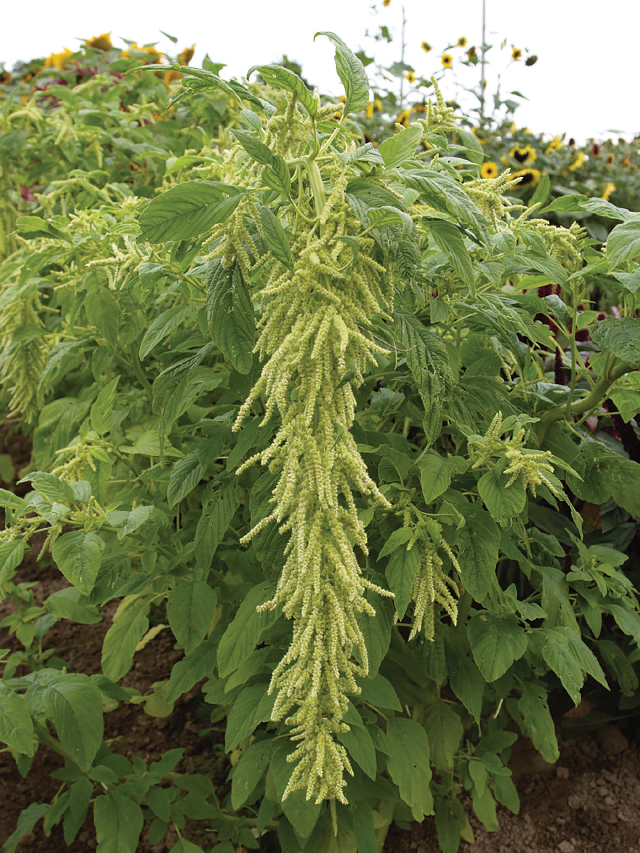 Amaranthus, Green Tails – William Dam Seeds