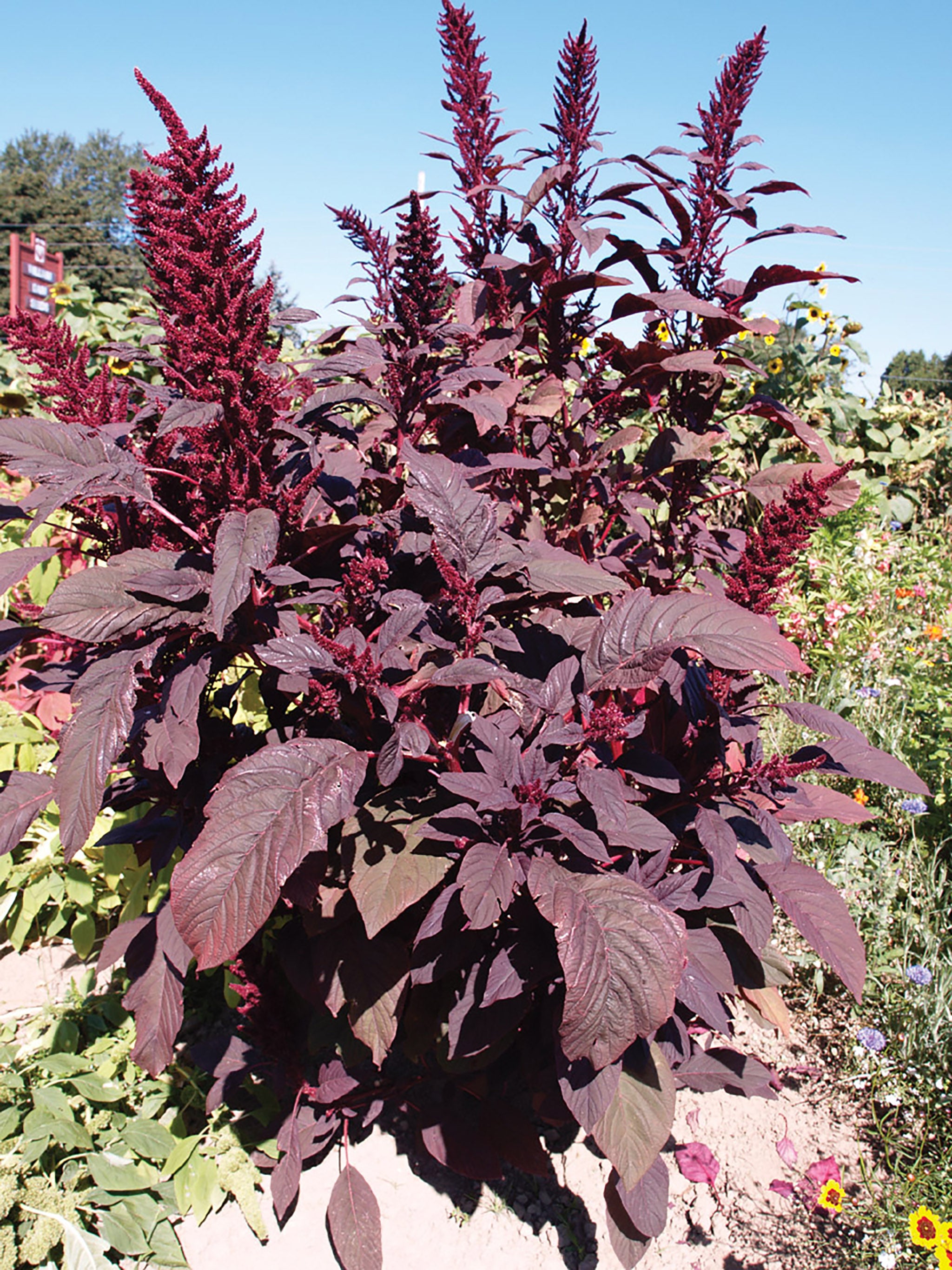 Amaranthus, Velvet Curtains – William Dam Seeds
