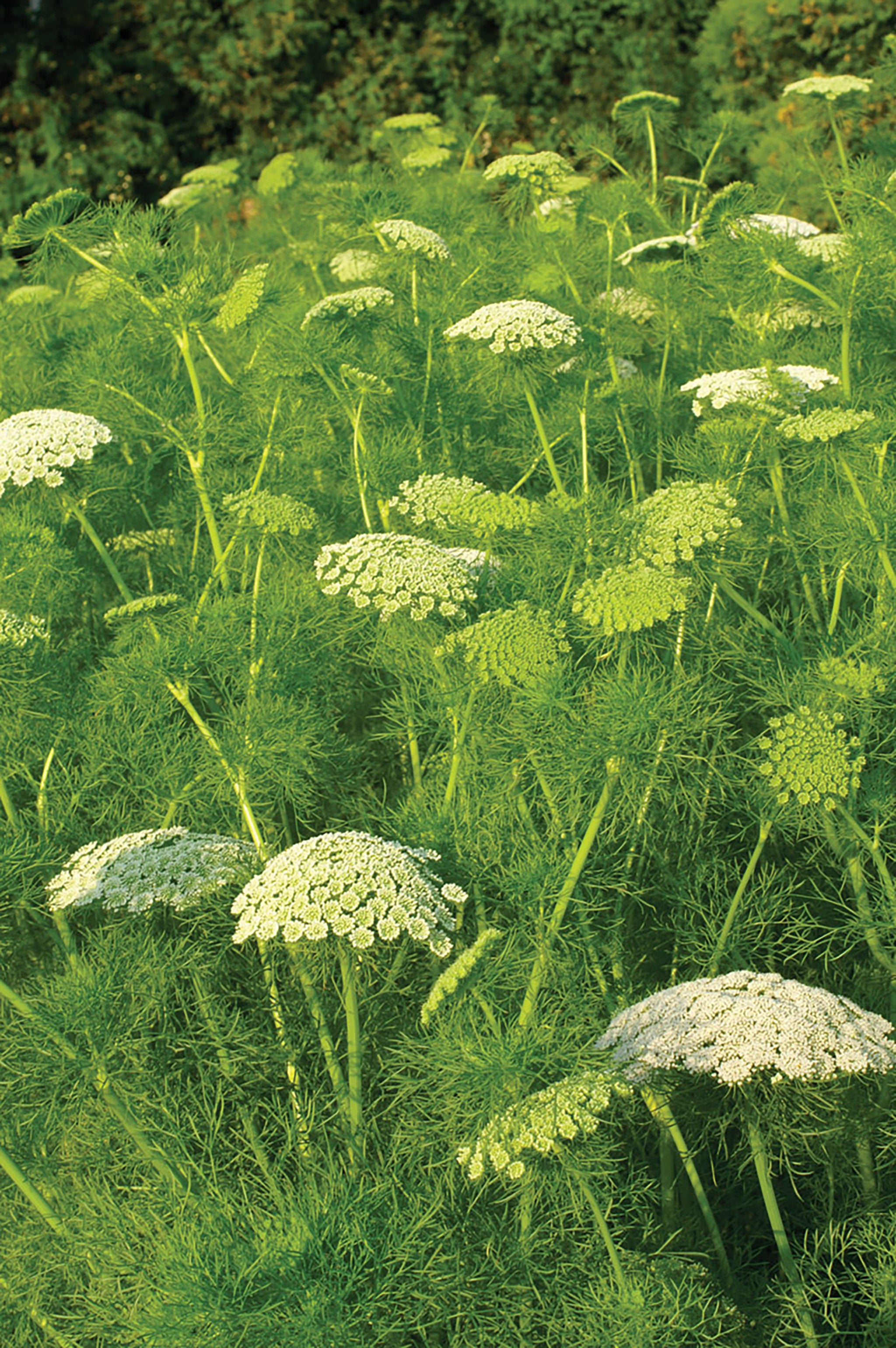 Ammi, Green Mist – William Dam Seeds