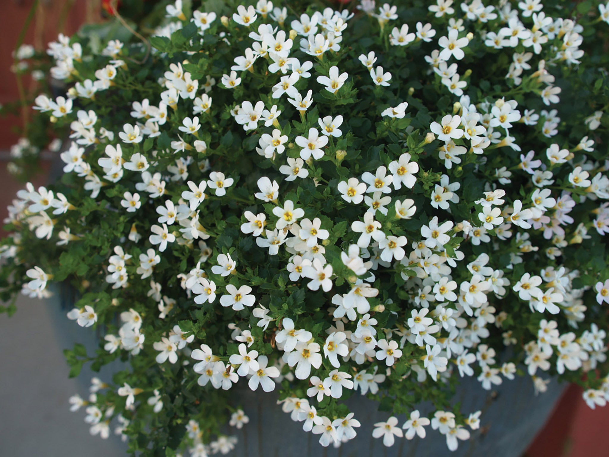 Bacopa, Snowtopia Improved – William Dam Seeds