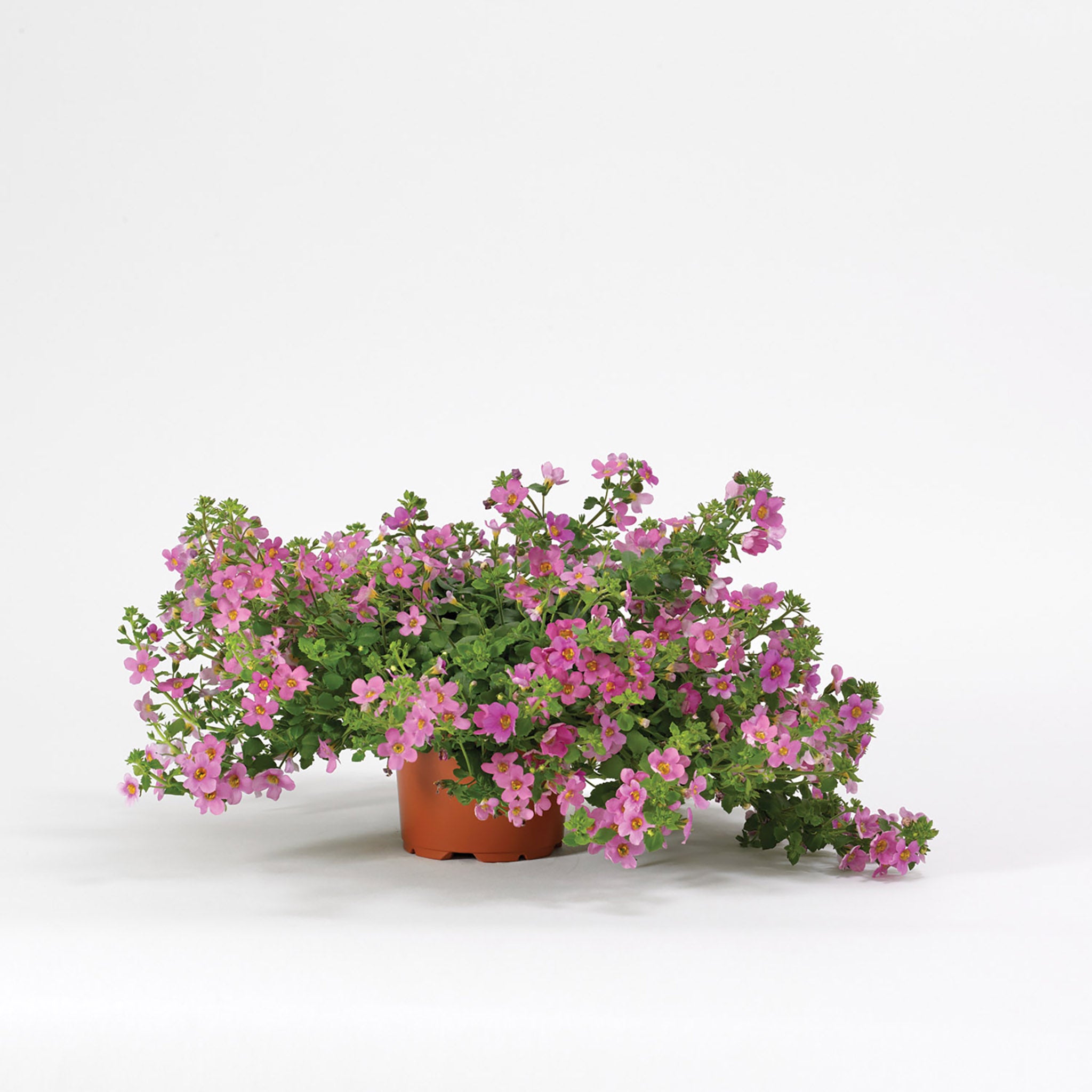 Bacopa, Pinktopia – William Dam Seeds