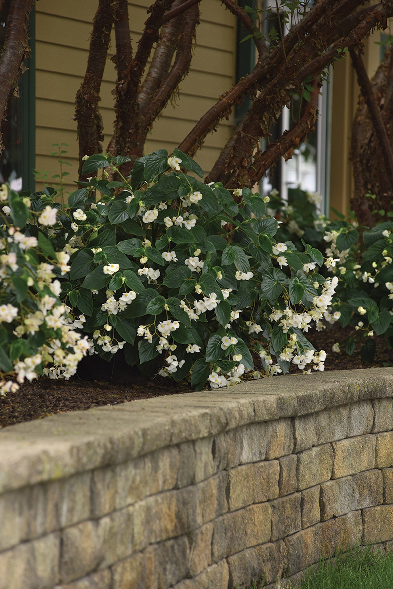 Begonia Baby Wing White Free Photos | White Begonia
