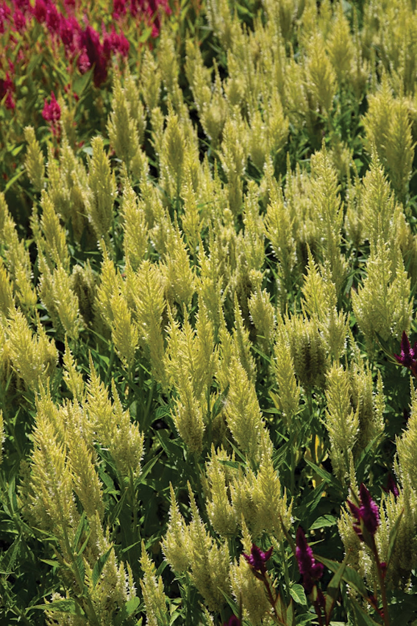 Celosia, Sunday Green – William Dam Seeds