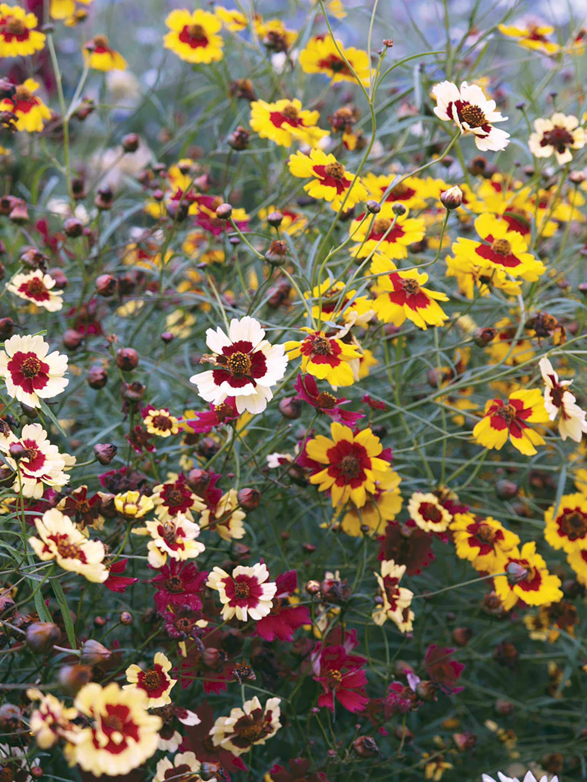 Coreopsis, Incredible Mix – William Dam Seeds