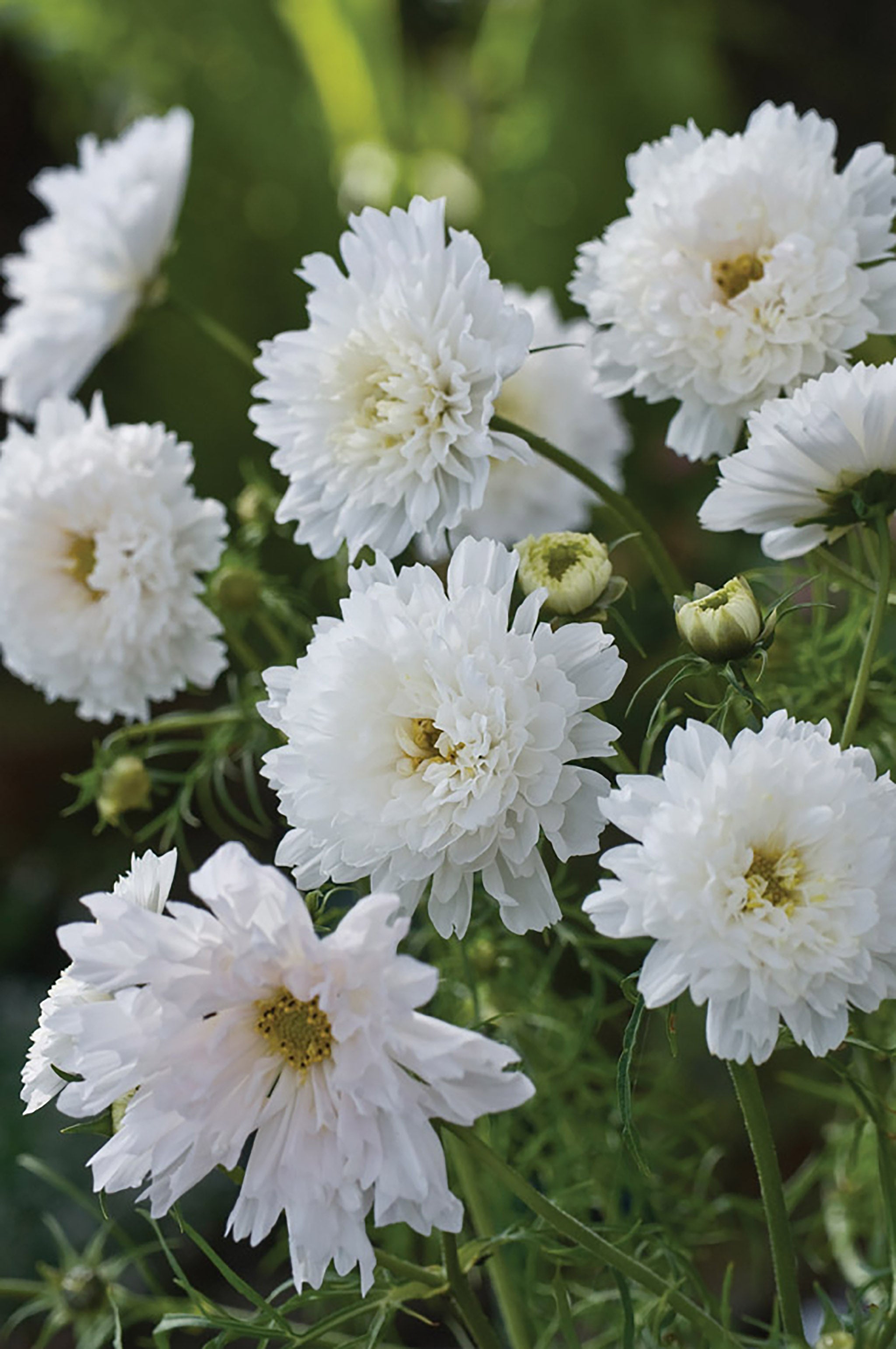 Cosmos, Snow Puff – William Dam Seeds