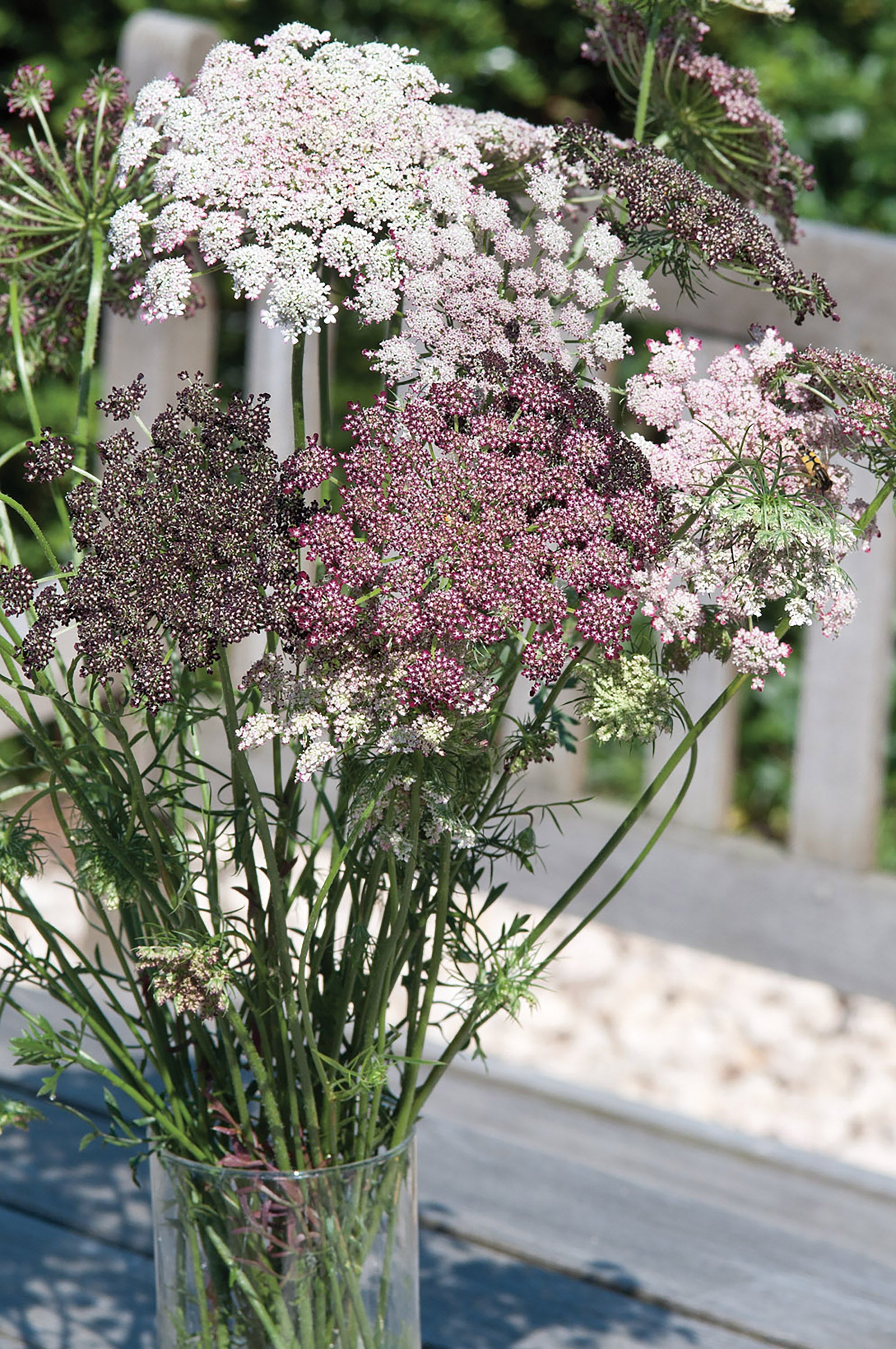 Chocolate Lace Flower Plant | Best Flower Site