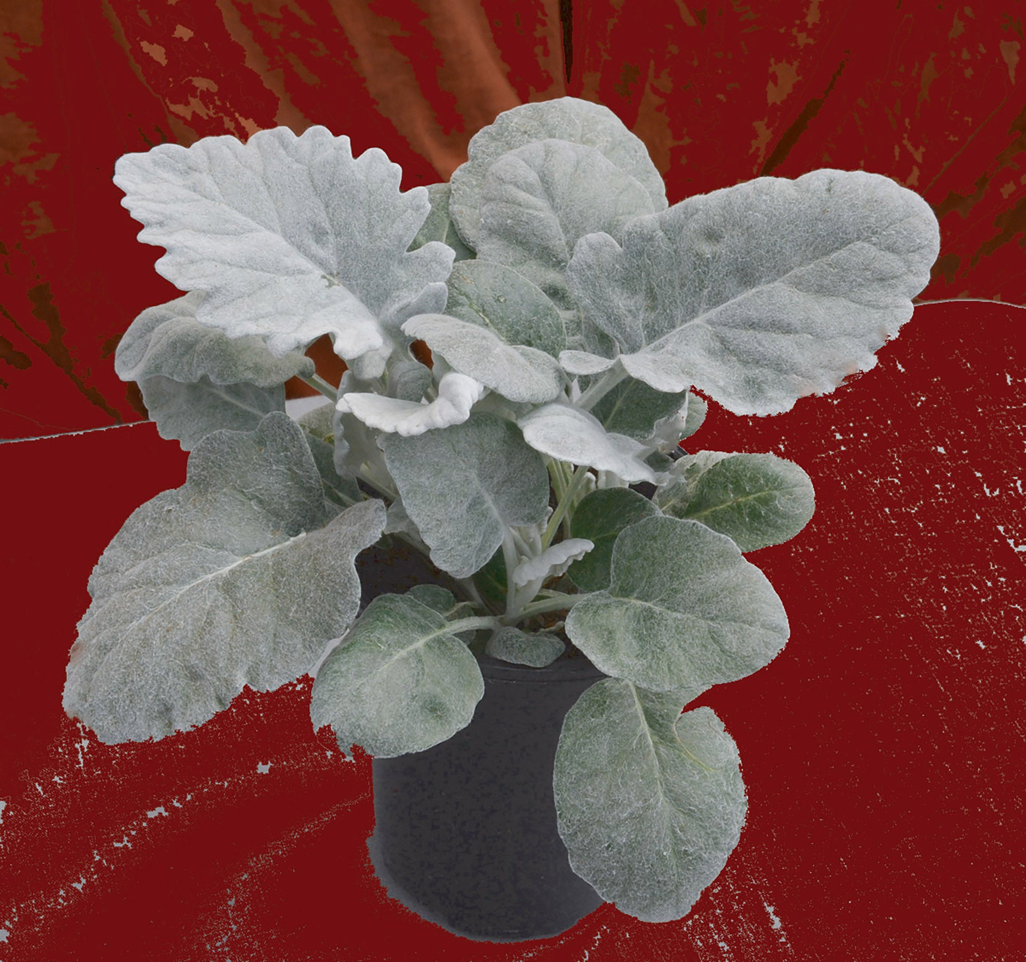 Dusty Miller New Look