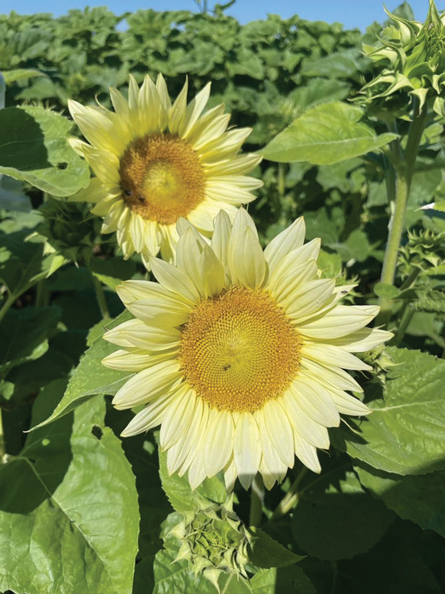 Sunflower, White Lite – William Dam Seeds