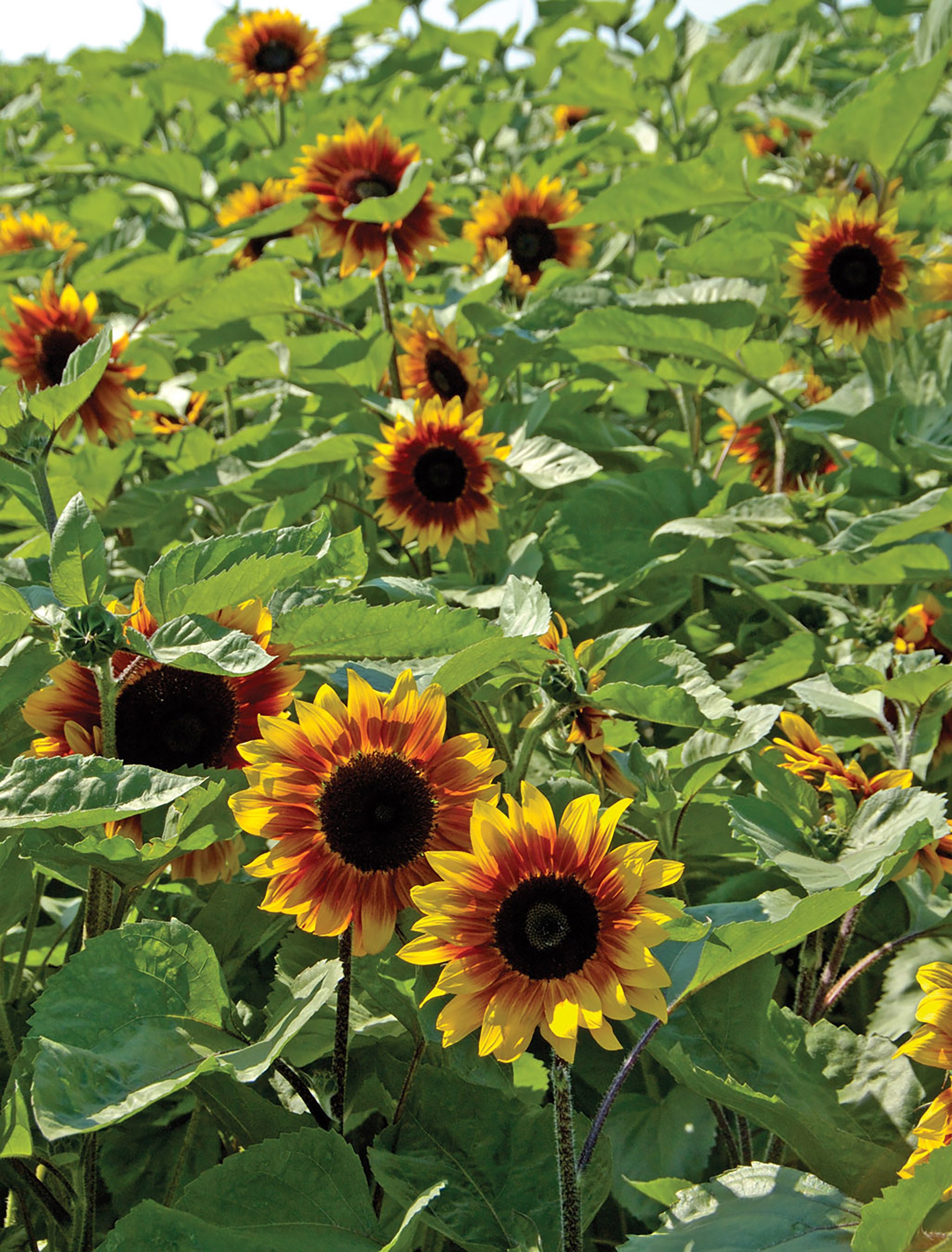 Helianthus, Orange Mahogany – William Dam Seeds