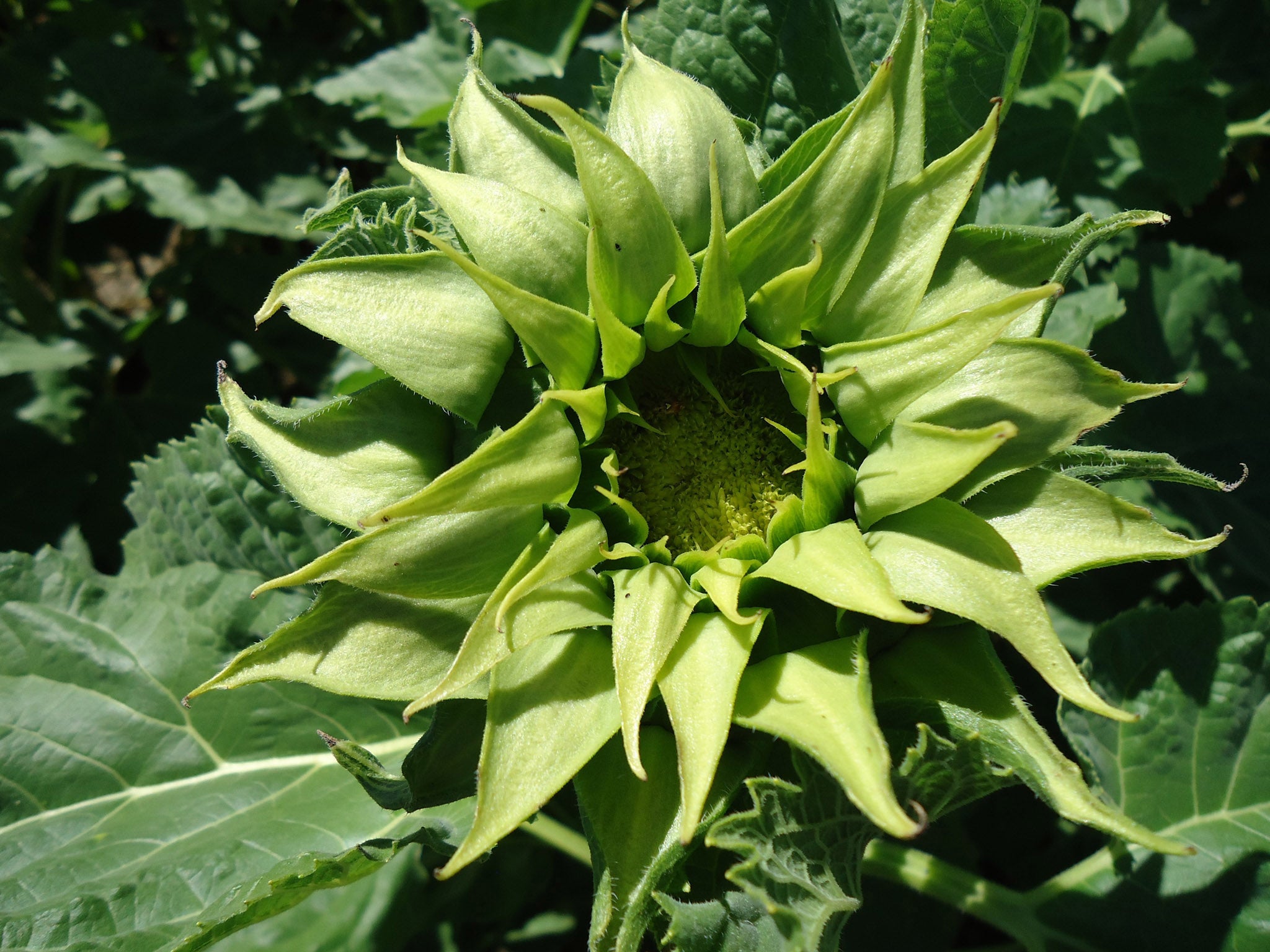 Sunflower, Sunfill Green – William Dam Seeds